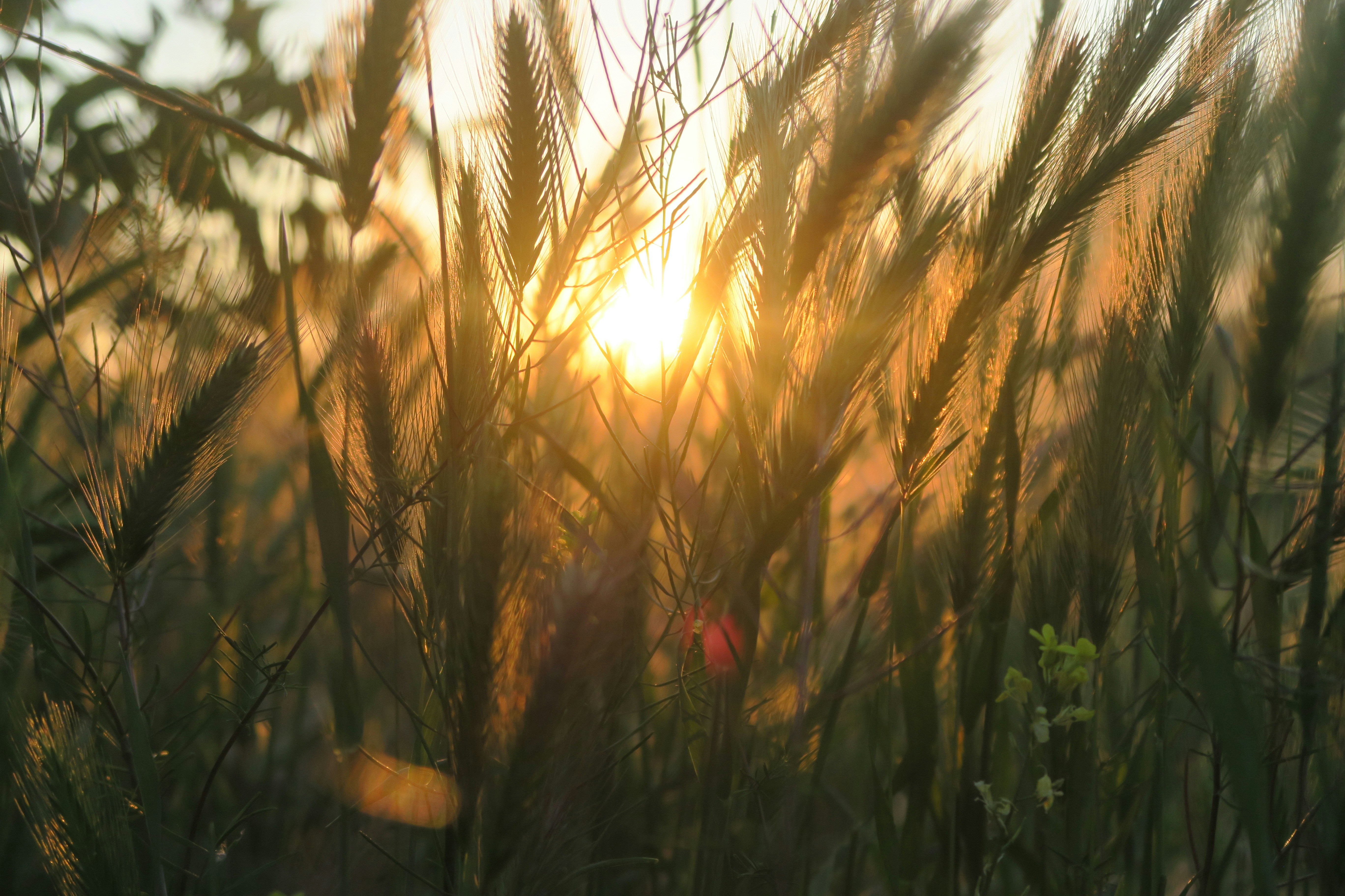 Sunlit Reeds at Dusk