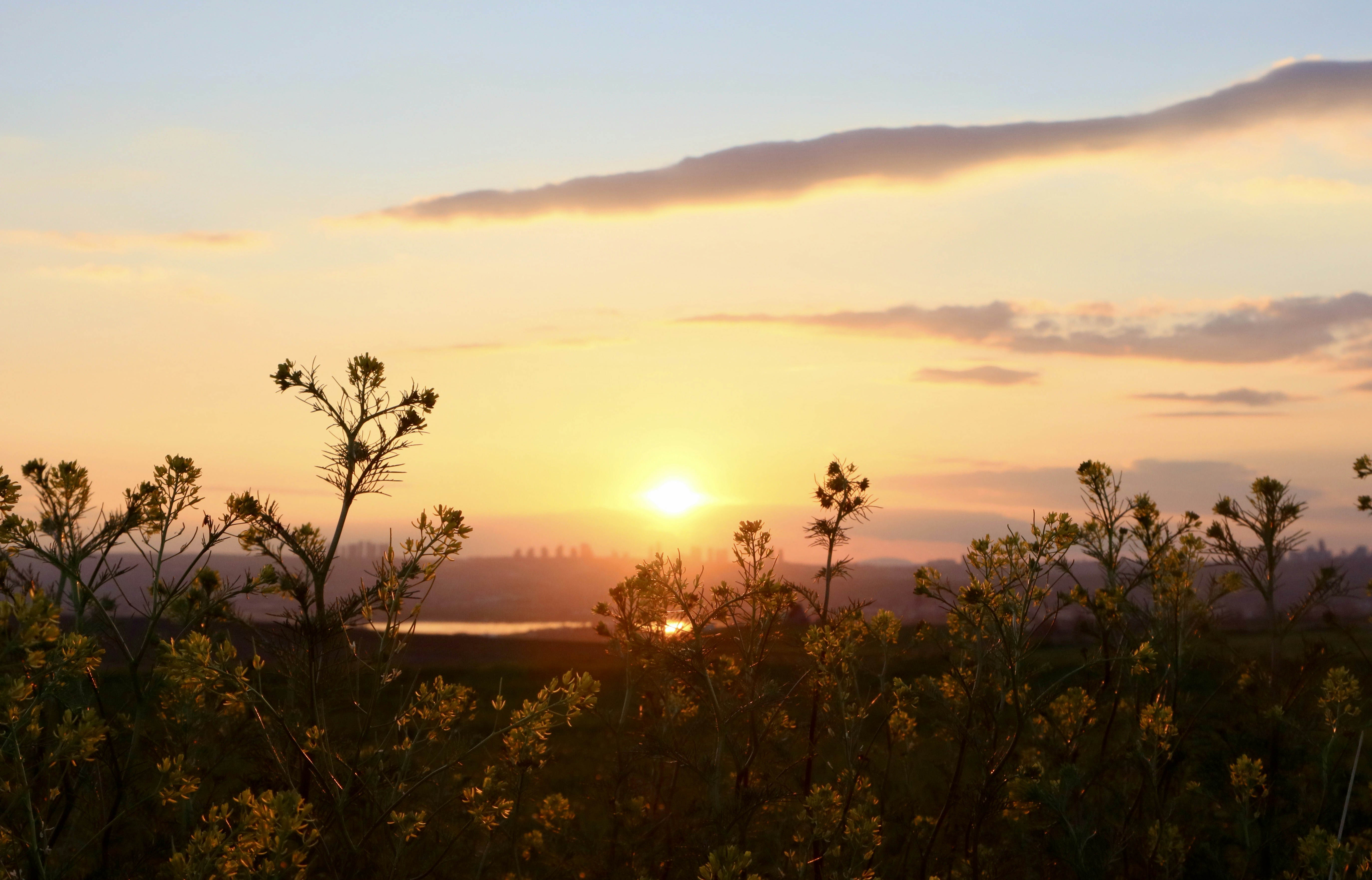 Sunrise Over Silhouetted Bushes: A Quiet Horizon