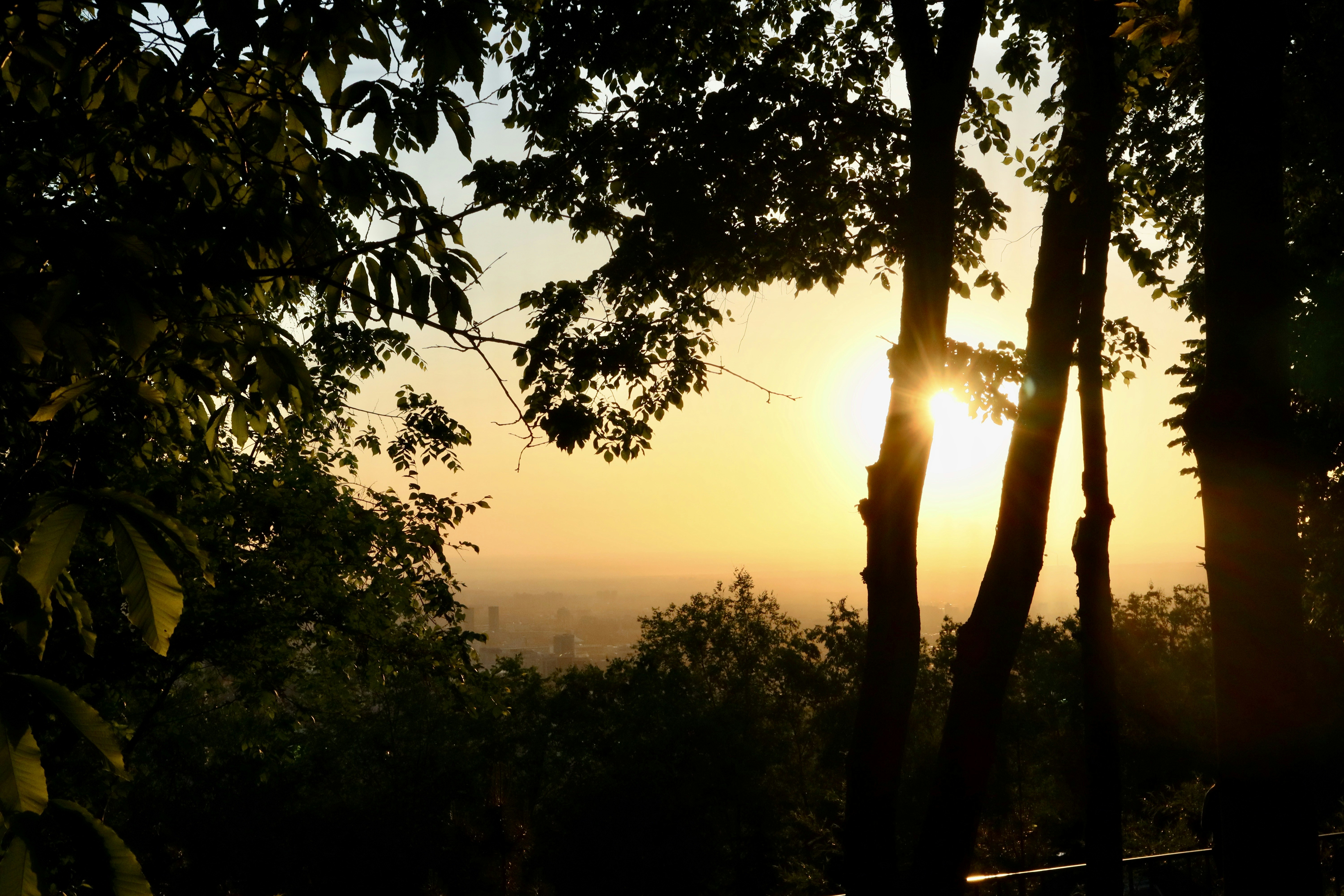 Sunlit Silhouettes: A Quiet Look Beyond the Trees at Dusk