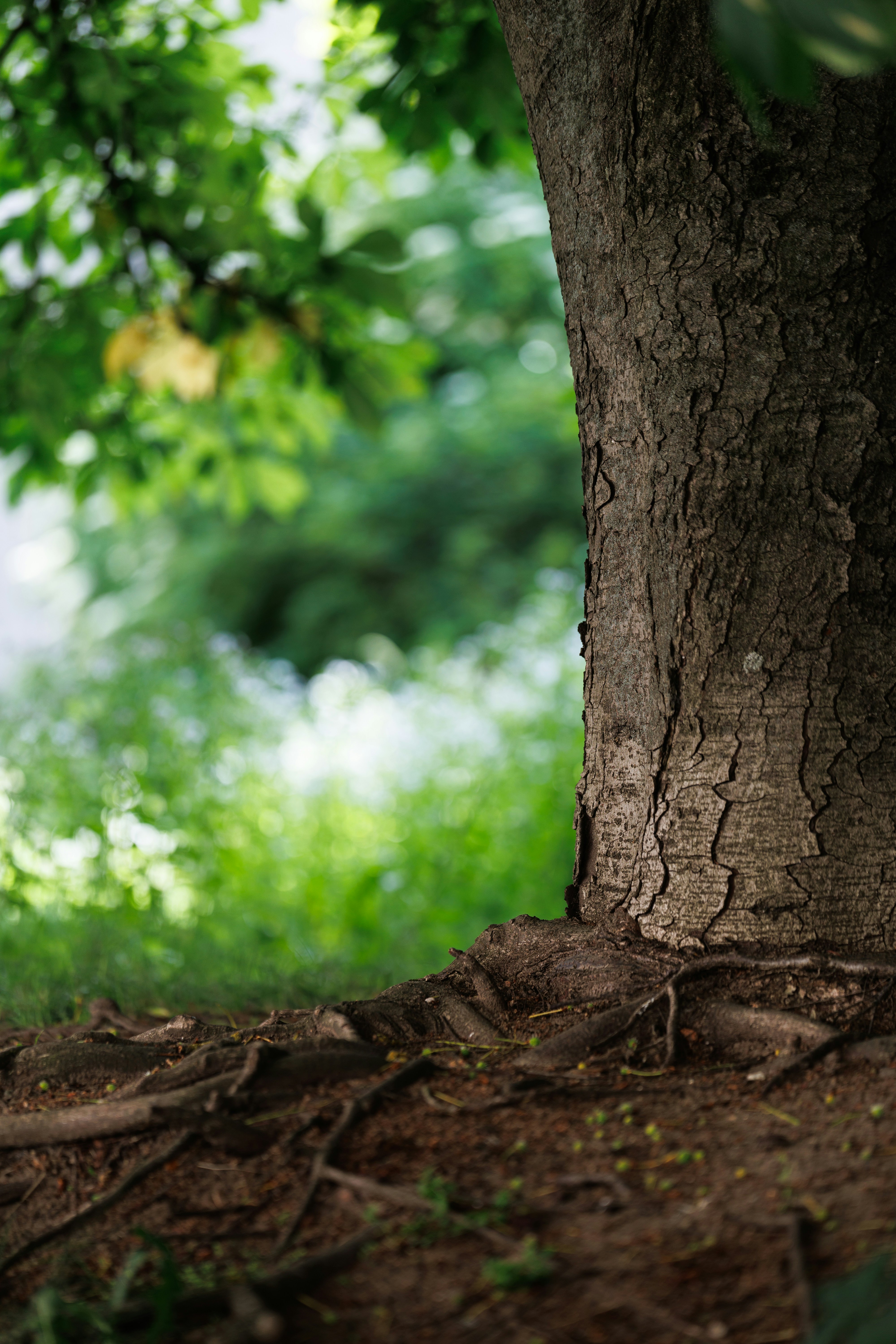 Ancient Bark and Root Veins: A Tree’s Quiet Portrait