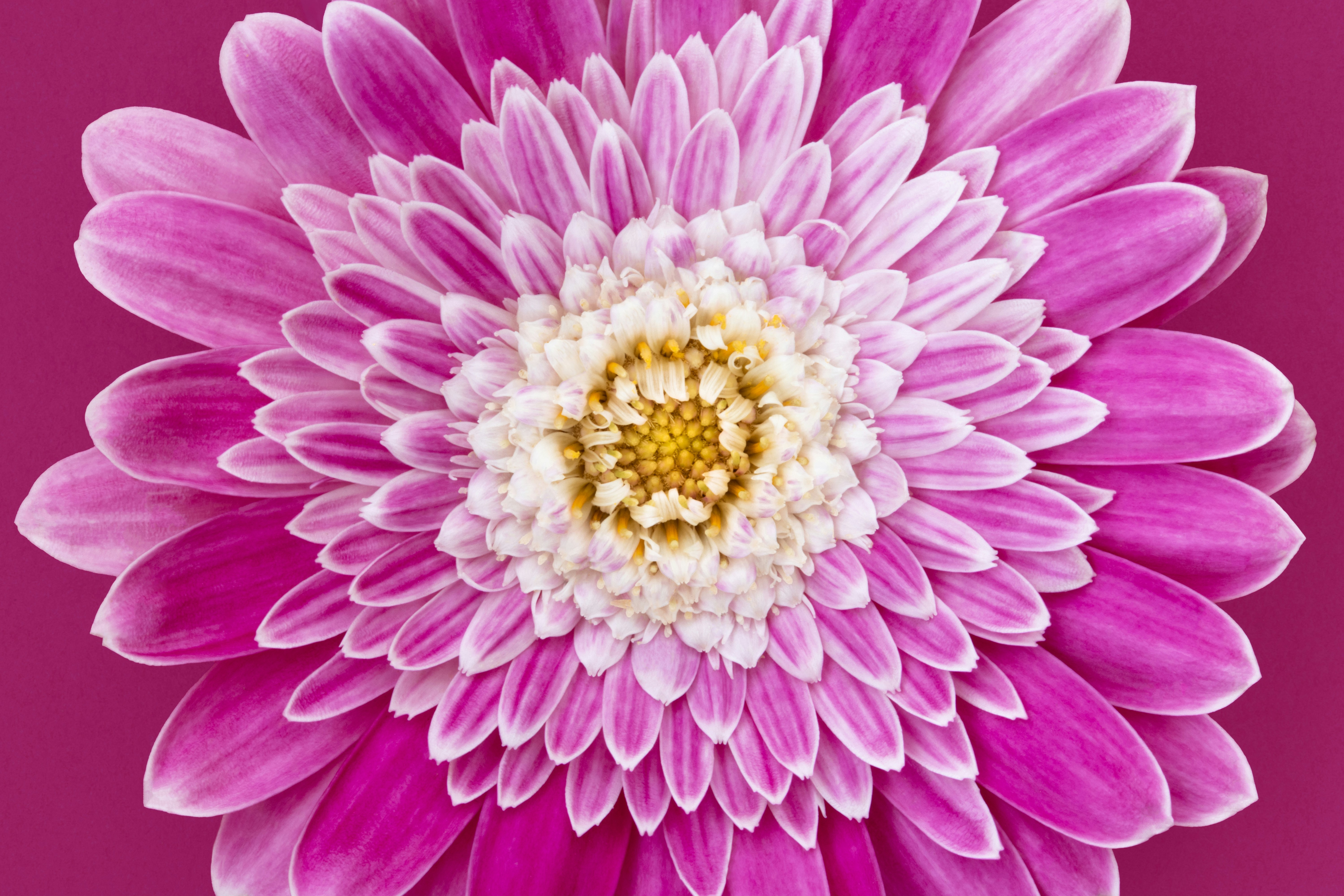 Petal Precision: A Close-Up of a Pink Daisy Bloom