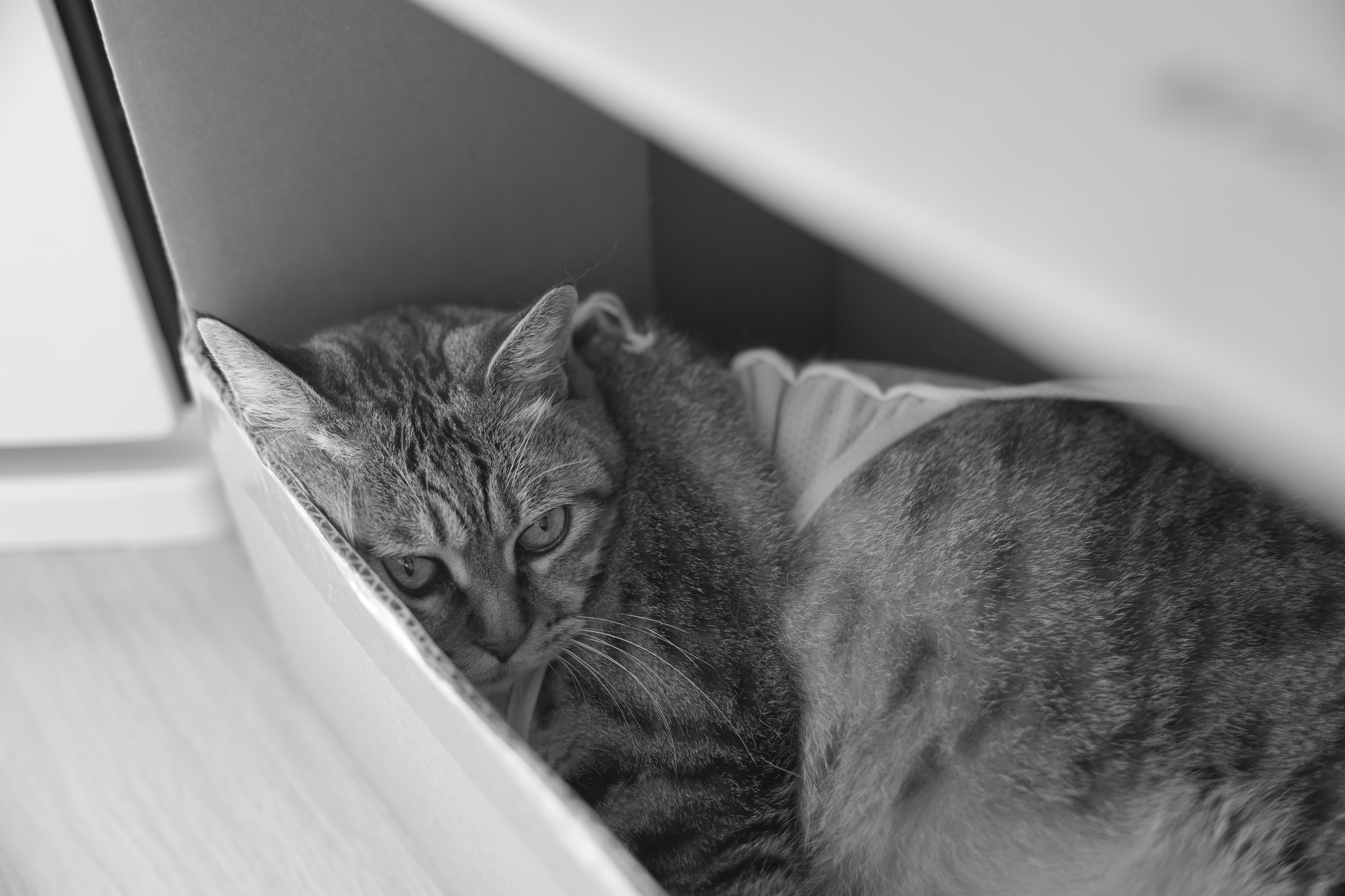 Hidden Lullaby: A Cat Nestled in a Drawer Quietly Watches