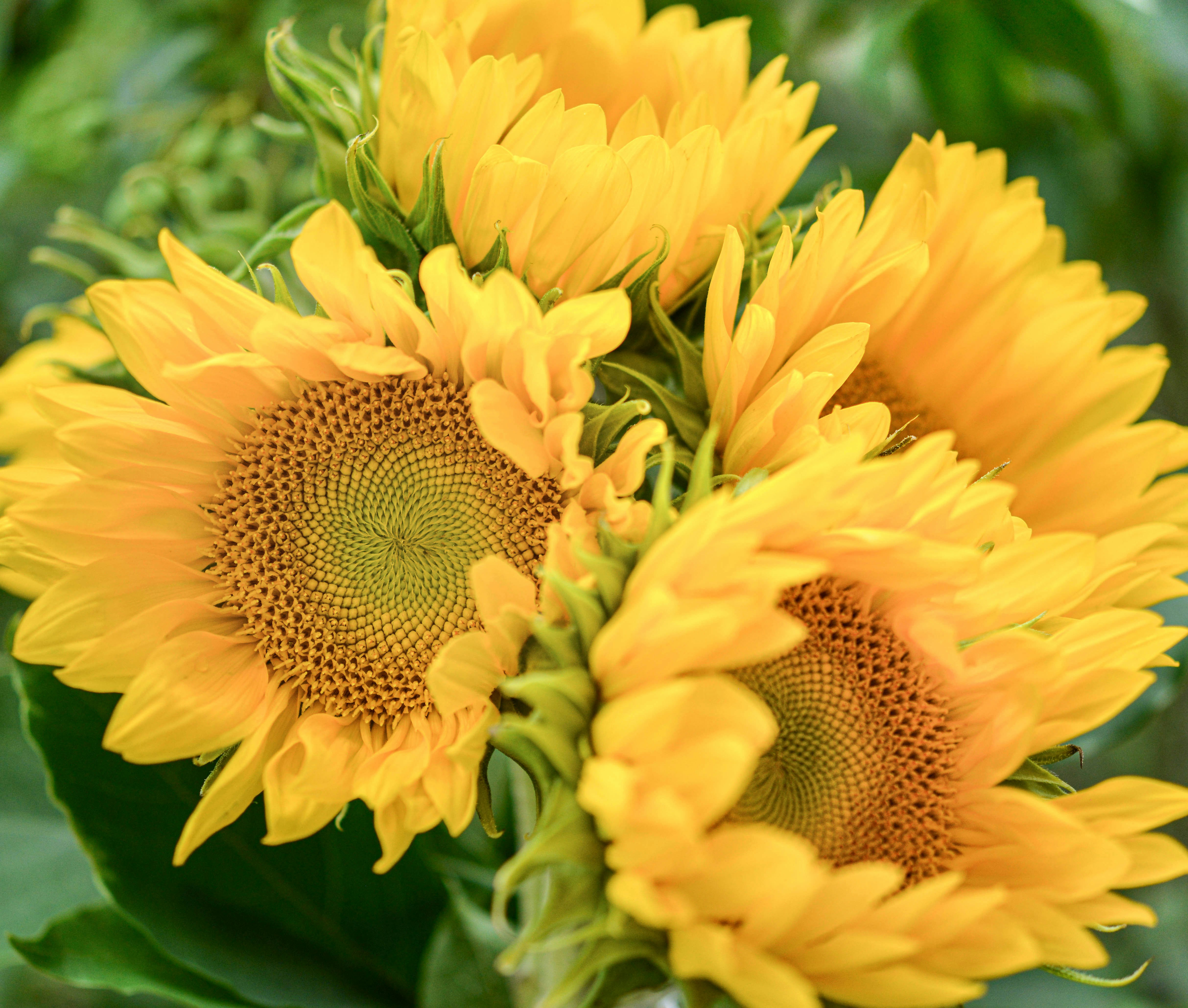 Sunlit Convergence: Dual Sunflowers Portrait