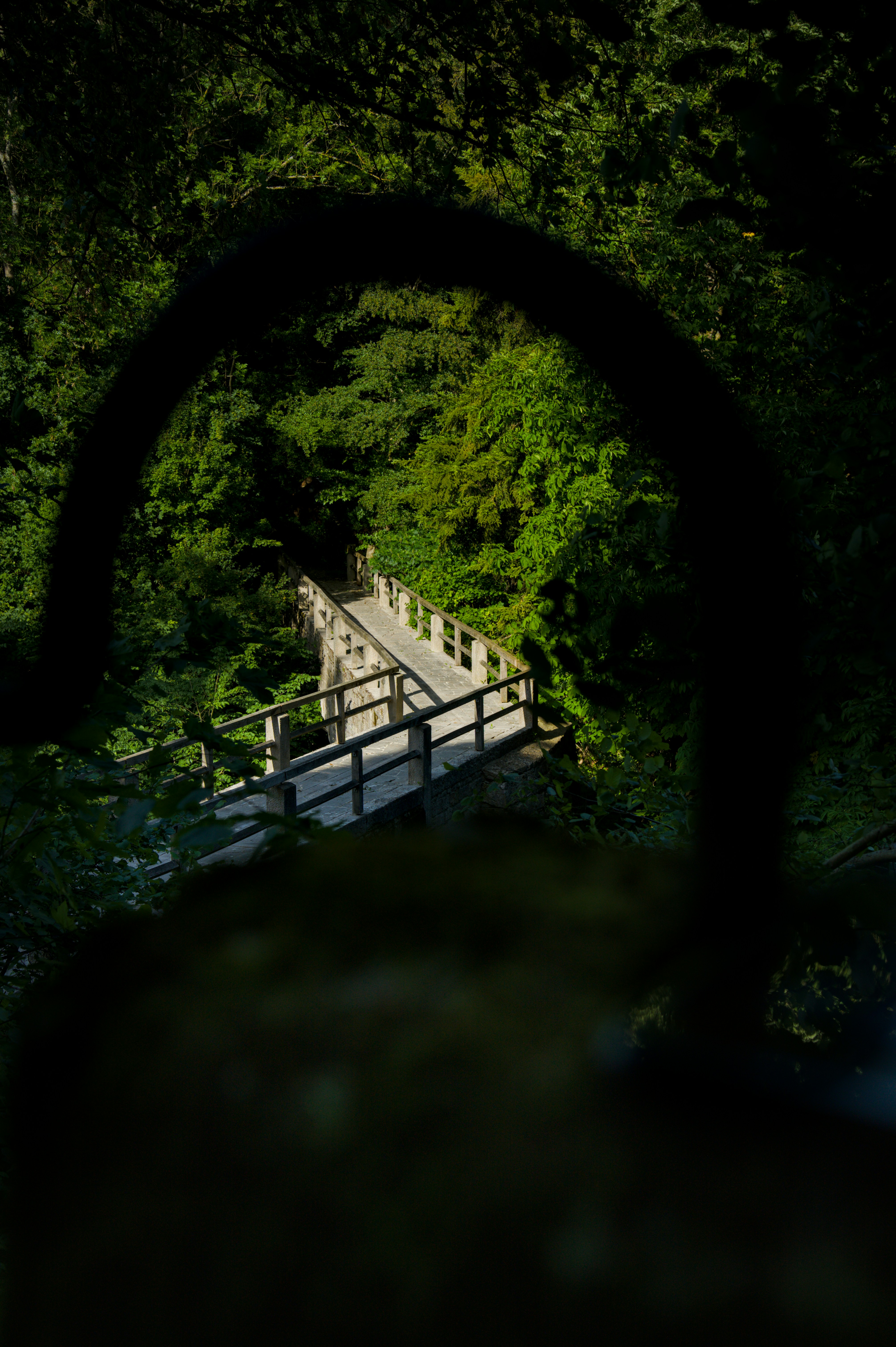 Through the Ring: A Forest Bridge Framed by Hidden Viewfinder
