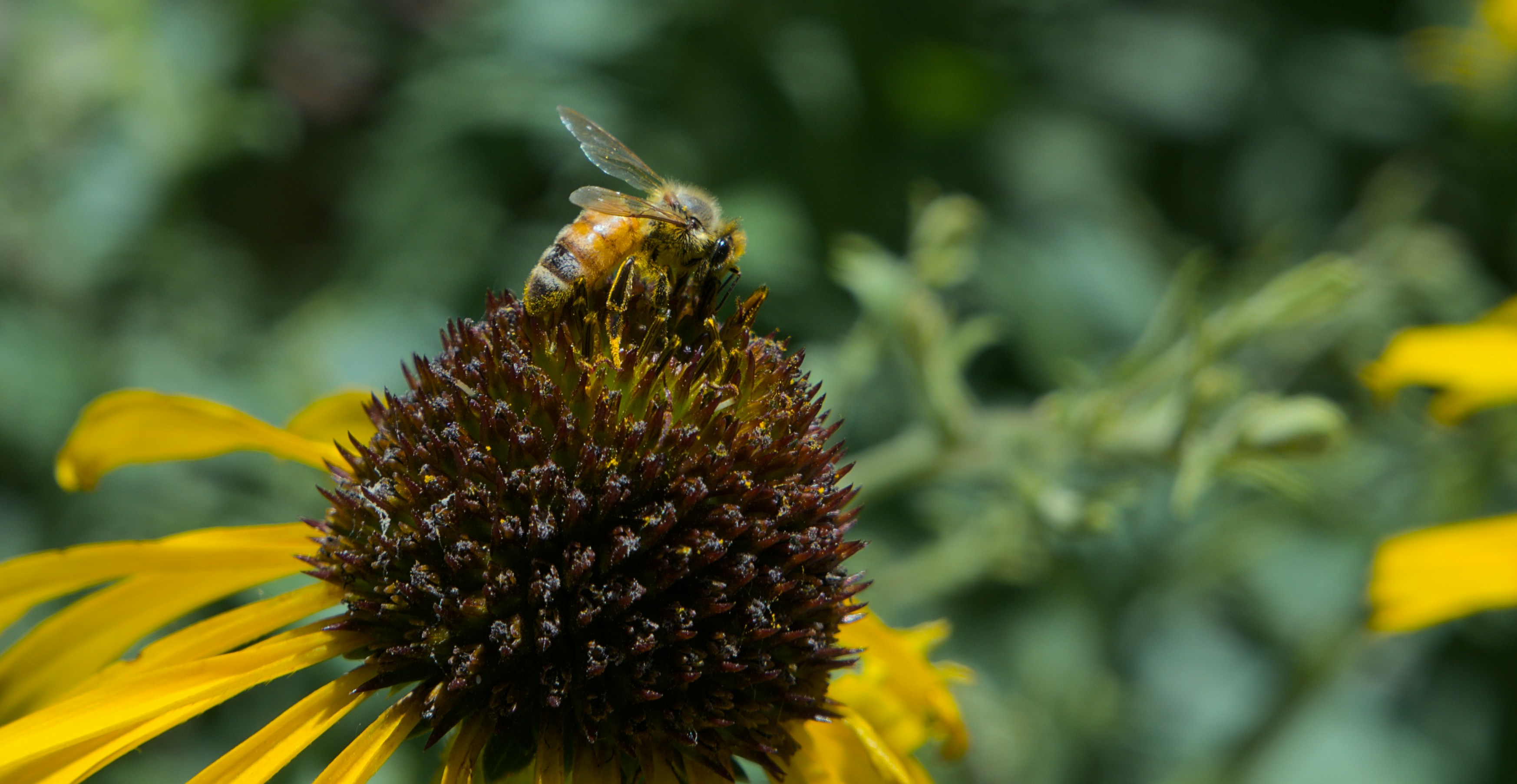 Bee Hovering Over a Sunflower Cone: A Moment of Pollination