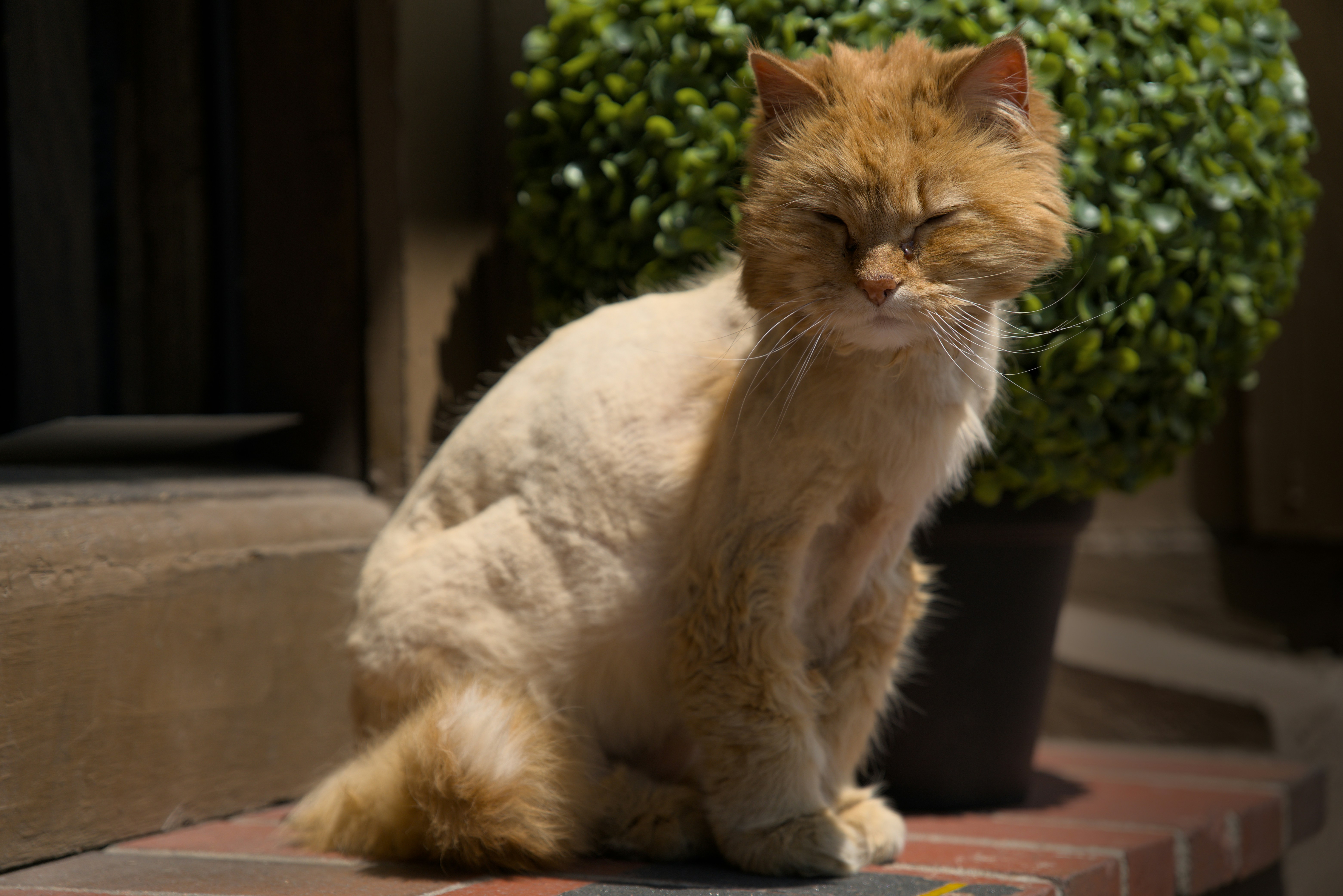 Sunlit Ginger-Furred Cat on a Brick Step