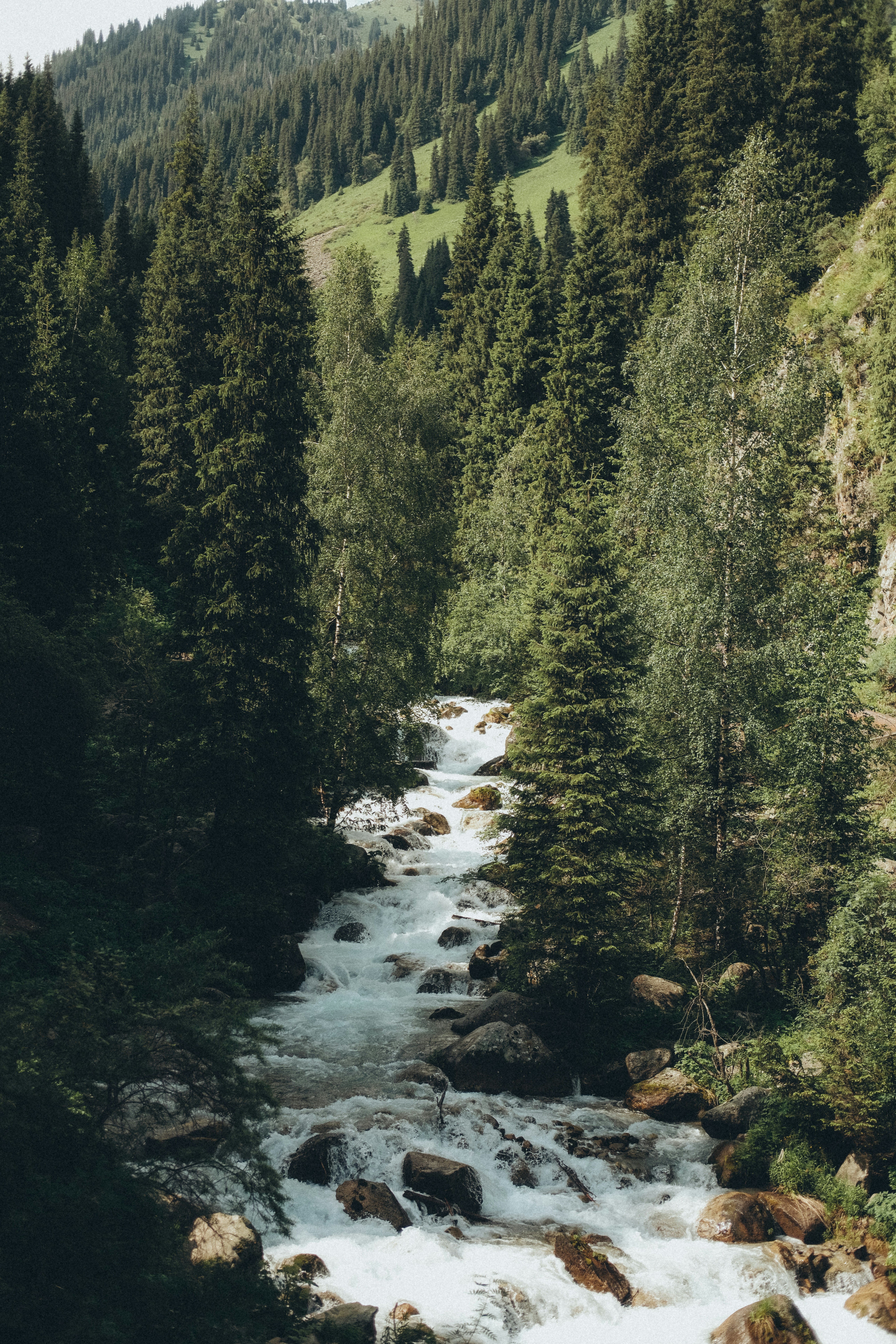 Rushing Cascade Through A Tidal Forest Corridor