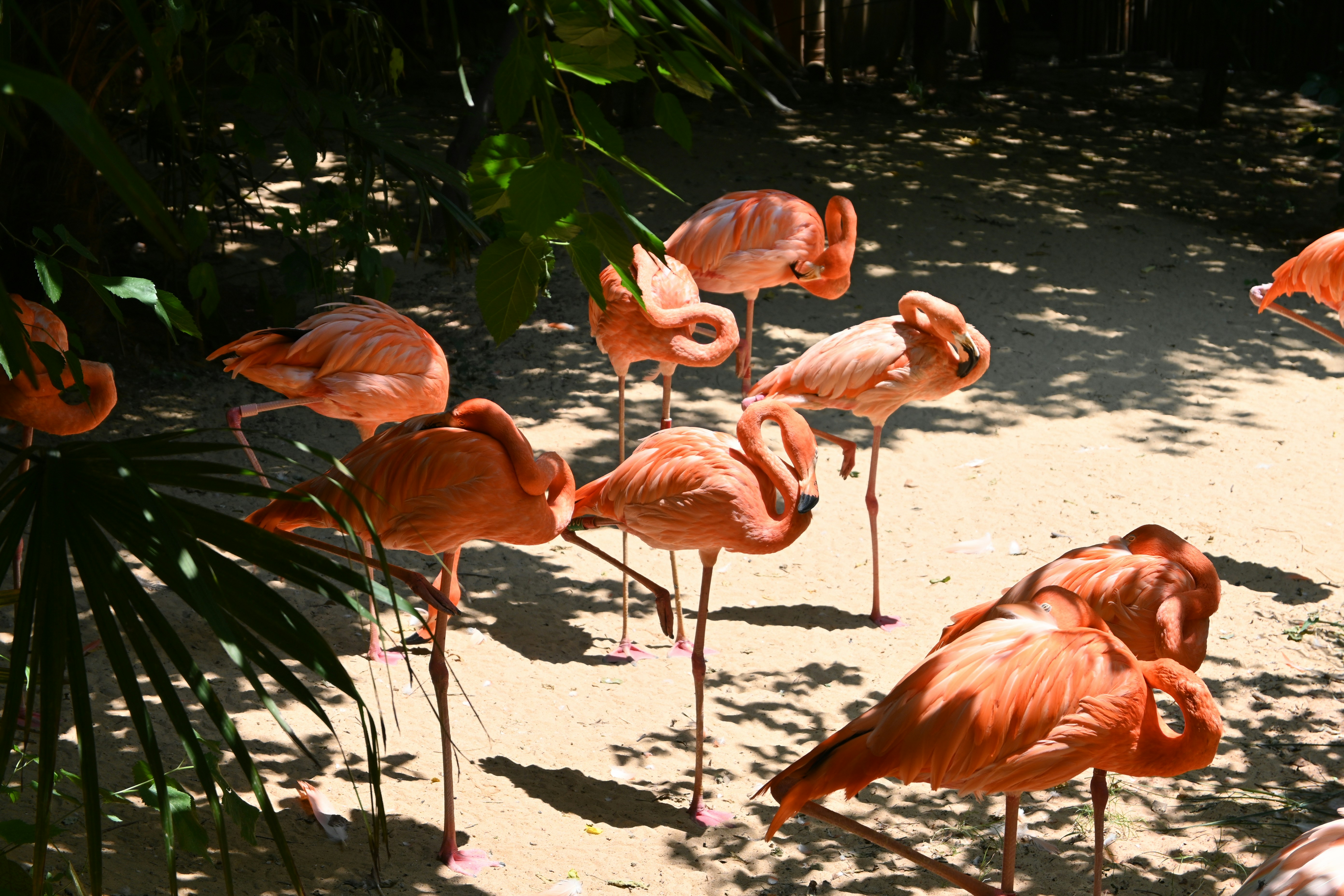 Flamingo Congregation in sunlit Shallows