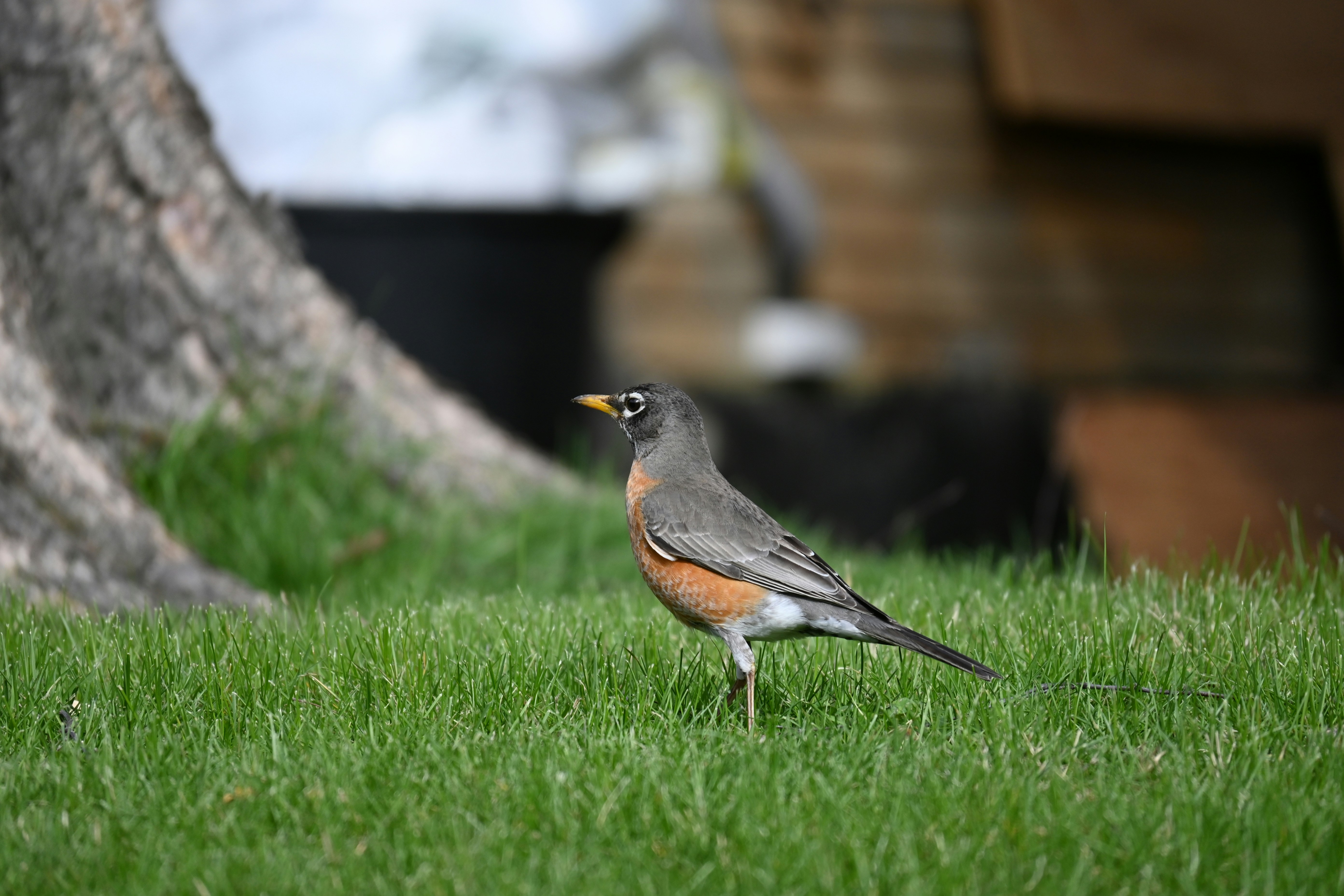 Robin on the Lawn: A Quiet Moment by the Tree