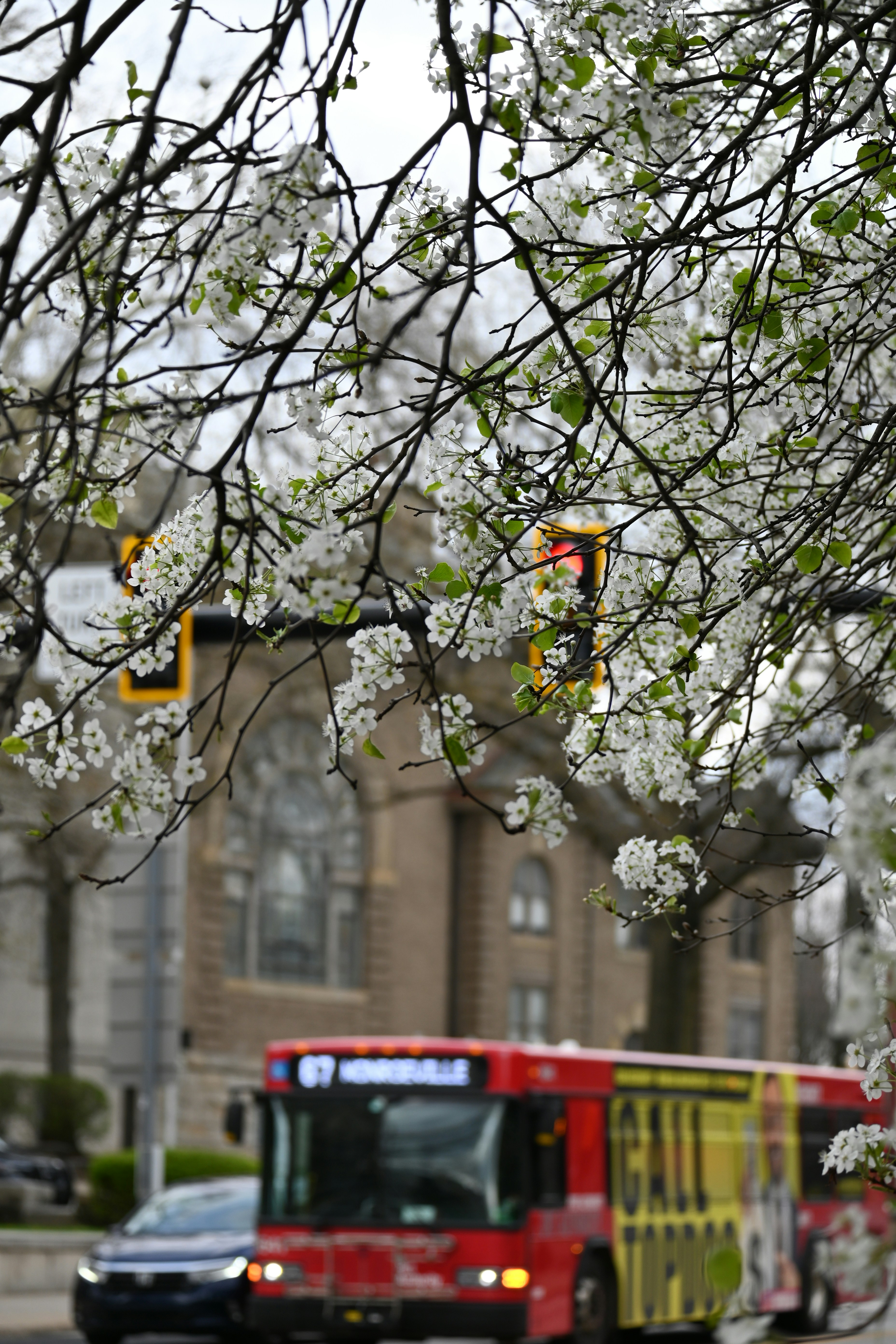 Blossoms Over Streetcar Lines
