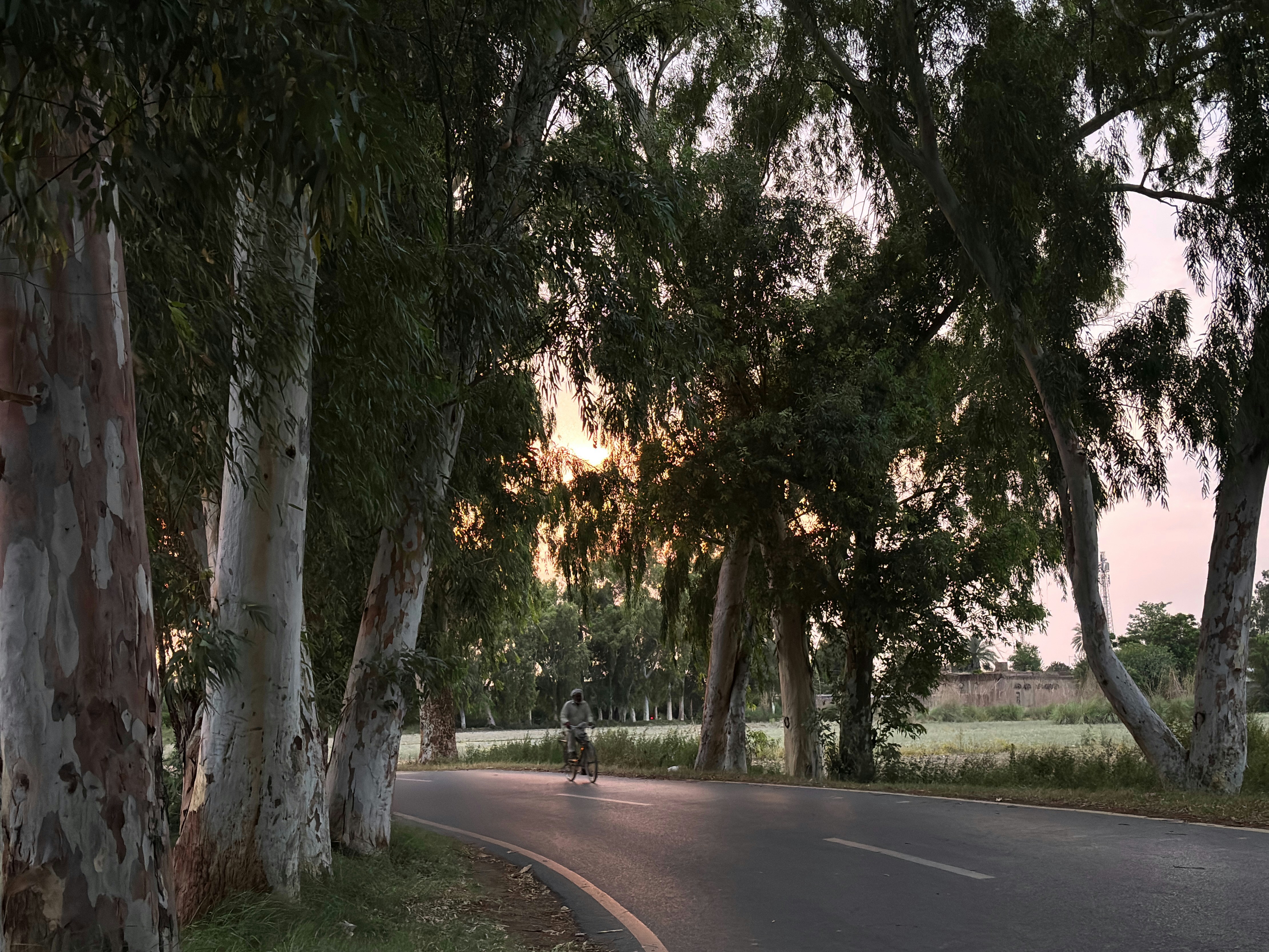 Dappled Roadway: A Quiet Ride Beneath Evening Trees