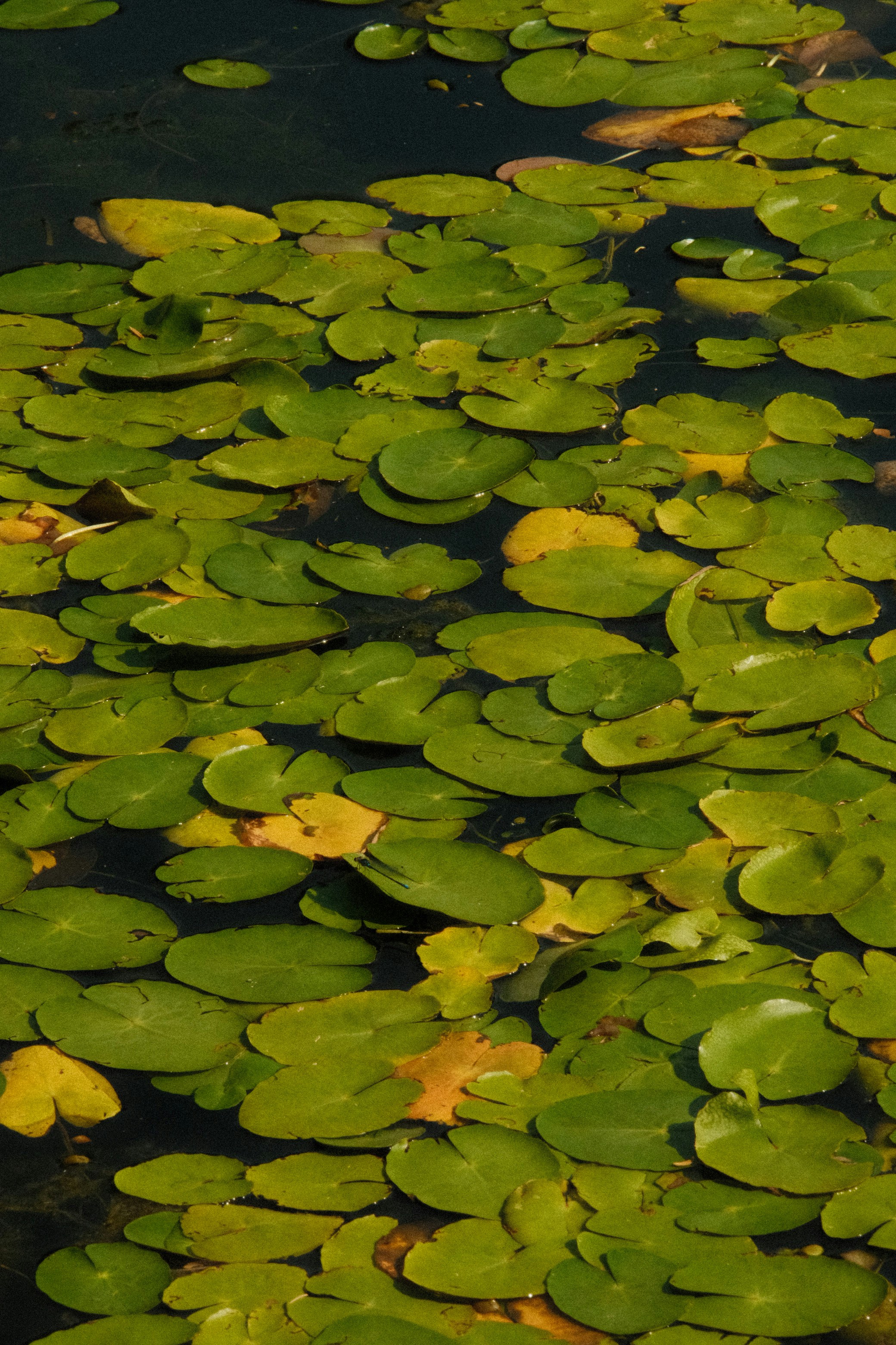 Emerald canopy: duckweed-free lily pads drift on dusk-dark water