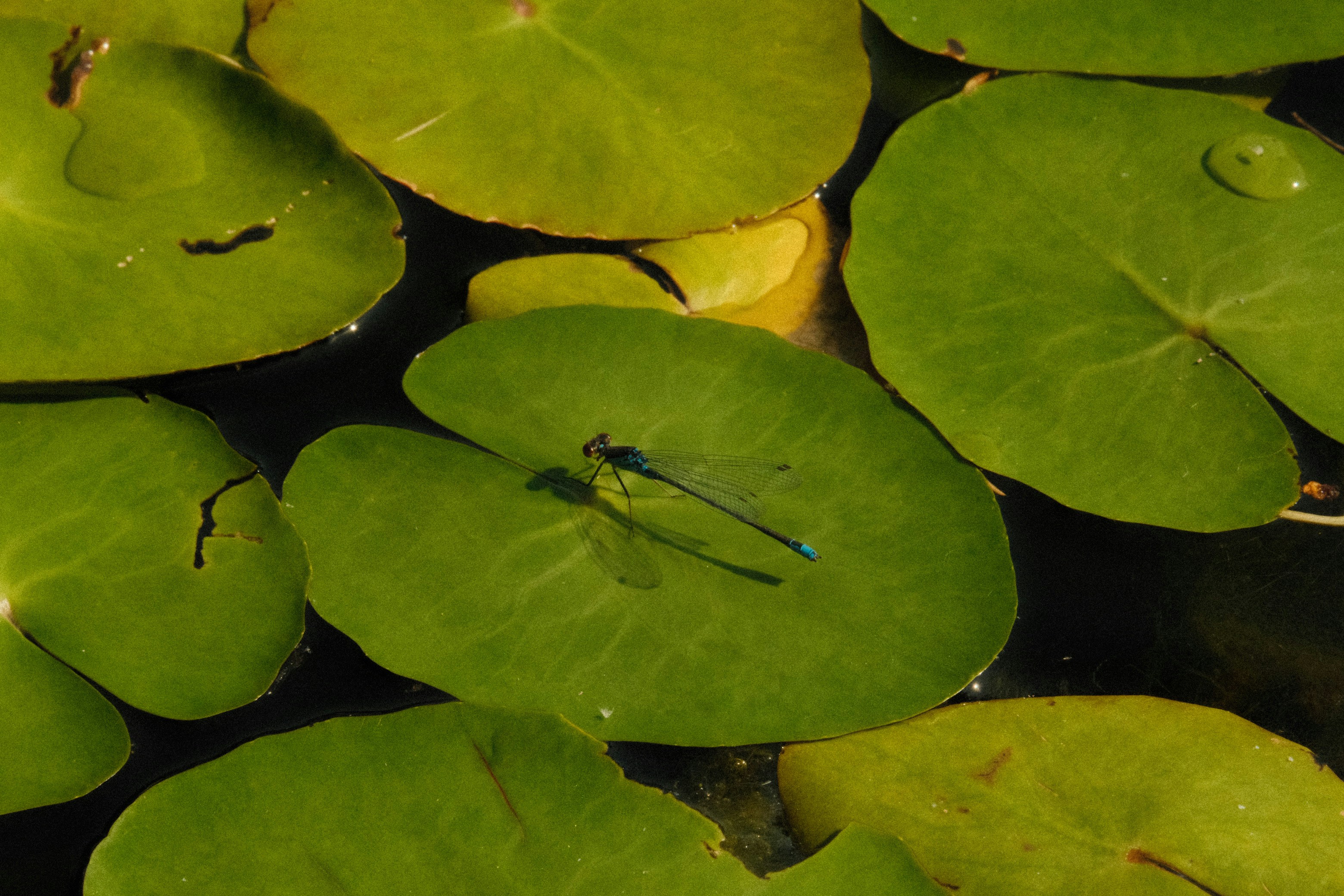Blue Damsel on a Circular Lily Pad