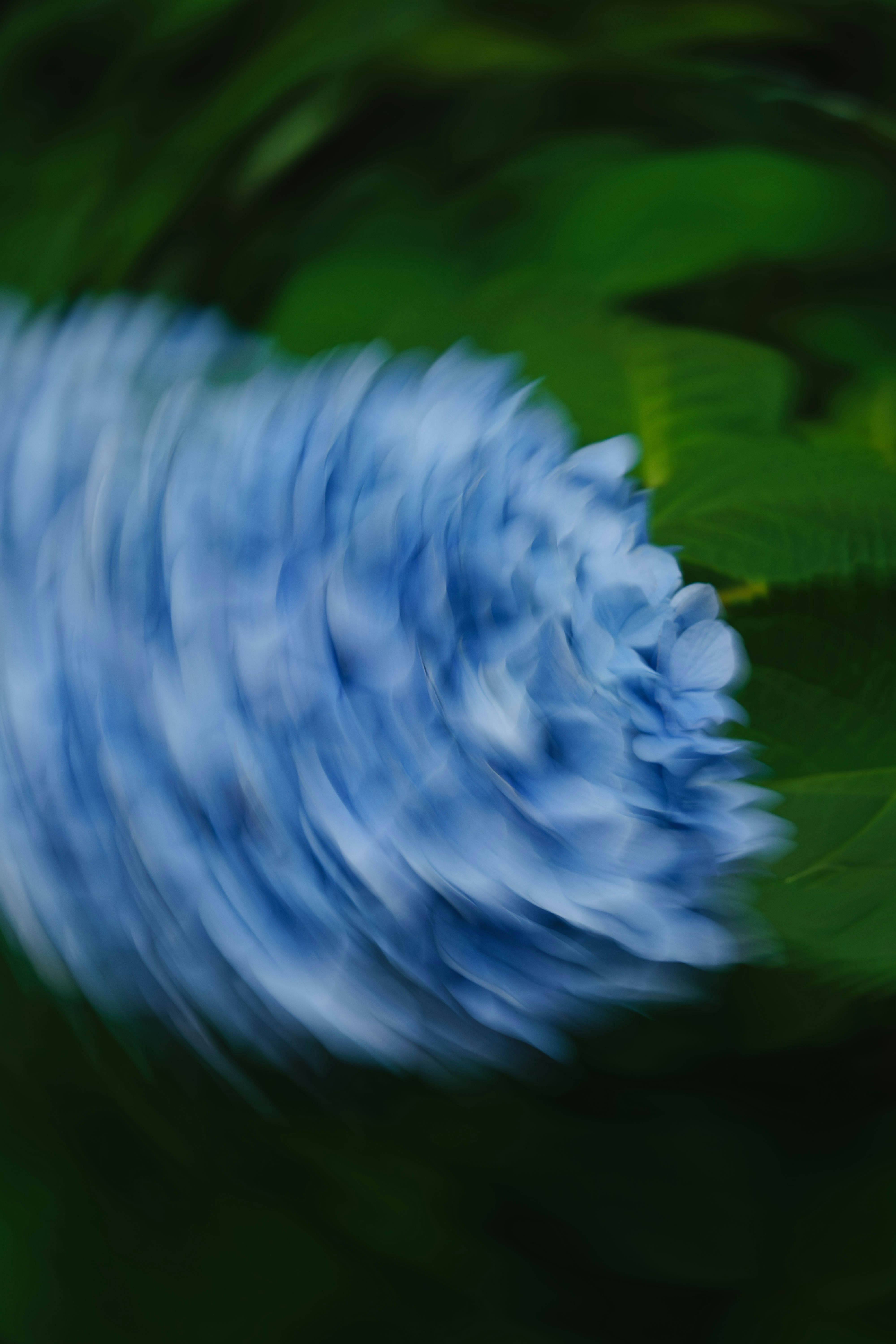 Blue Hydrangea in Dreamy Spin