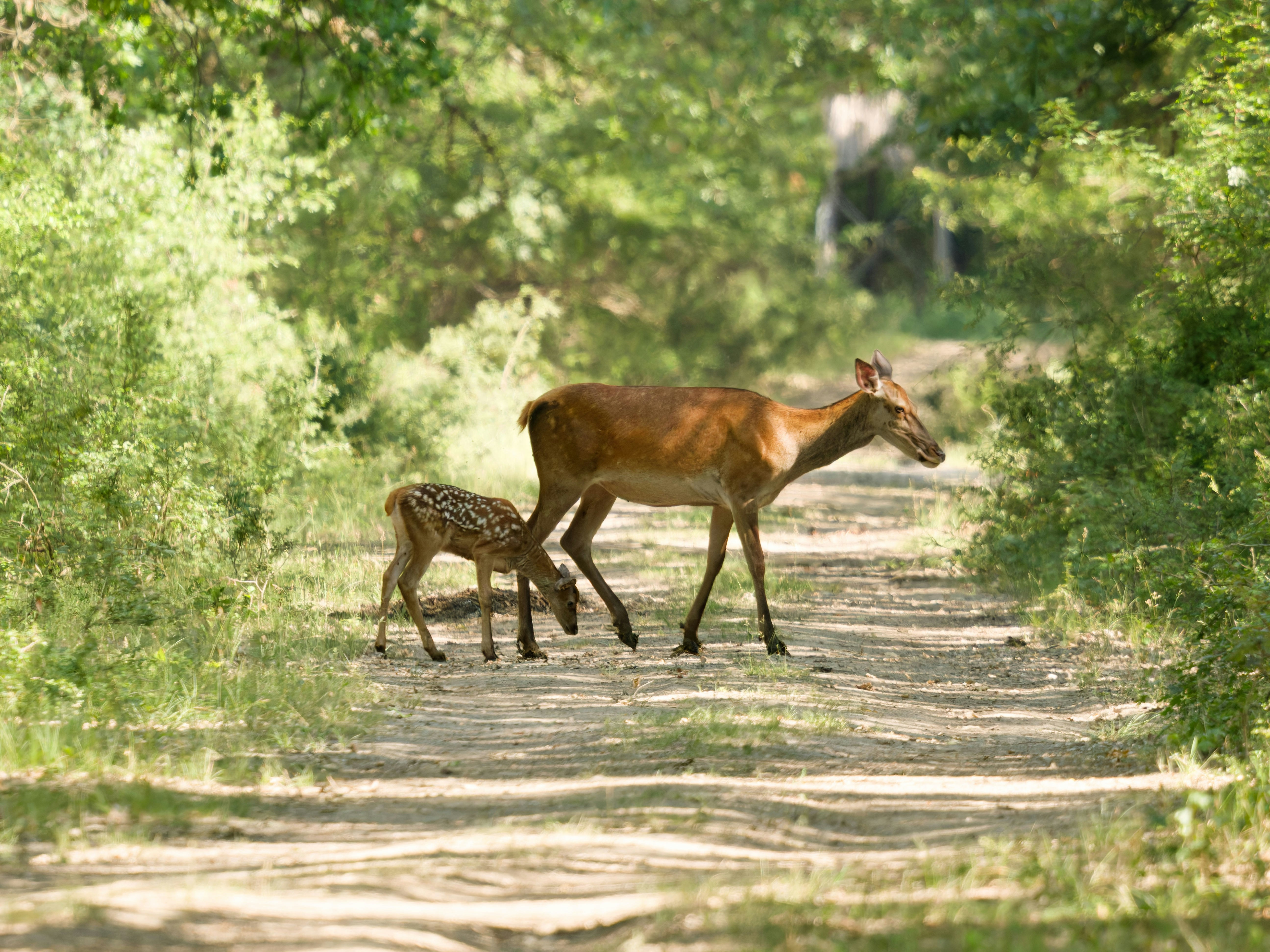Fawn and Doe Crossroads: A Sunlit Forest Path