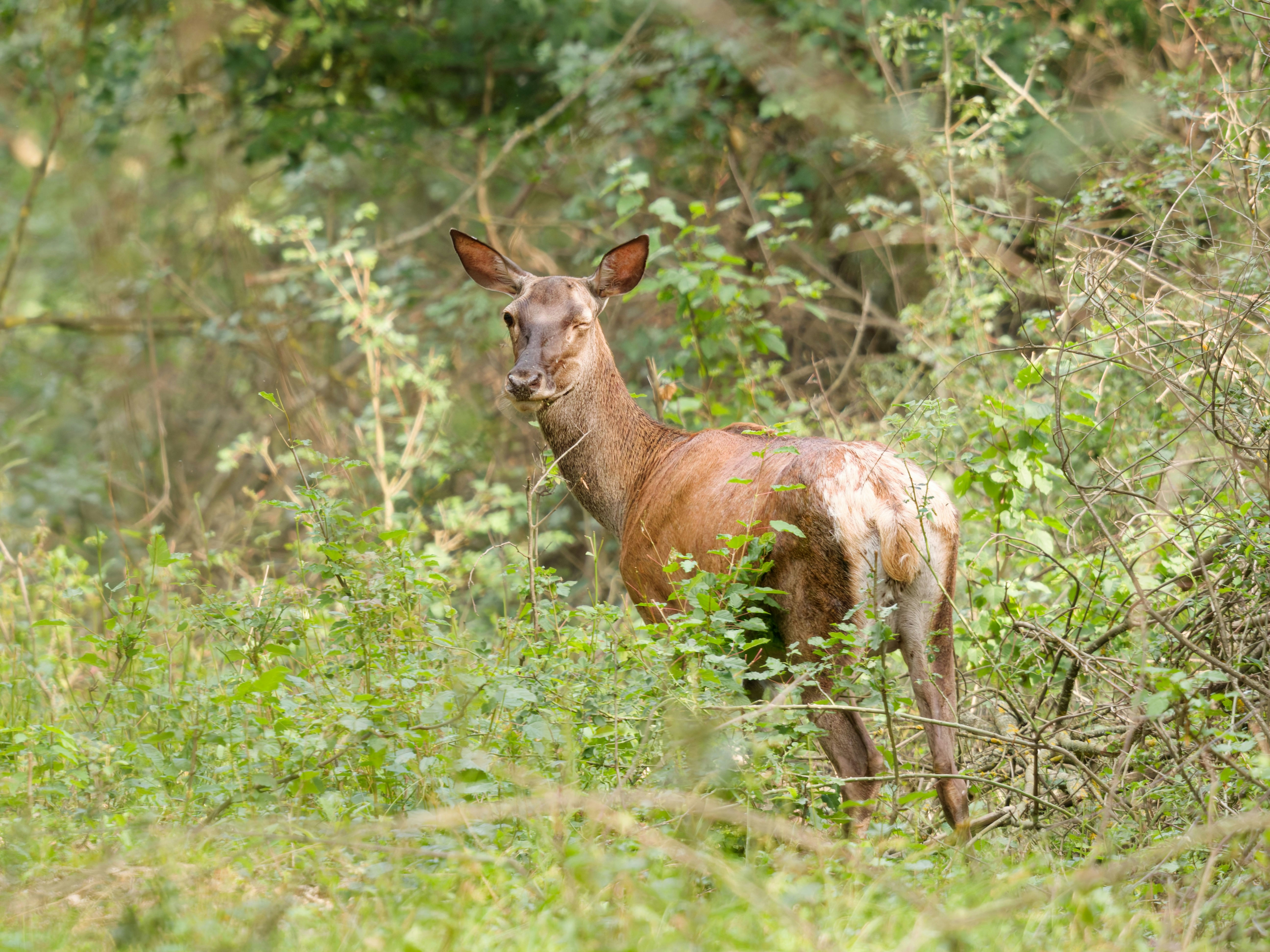 Stag in the Green Corridor