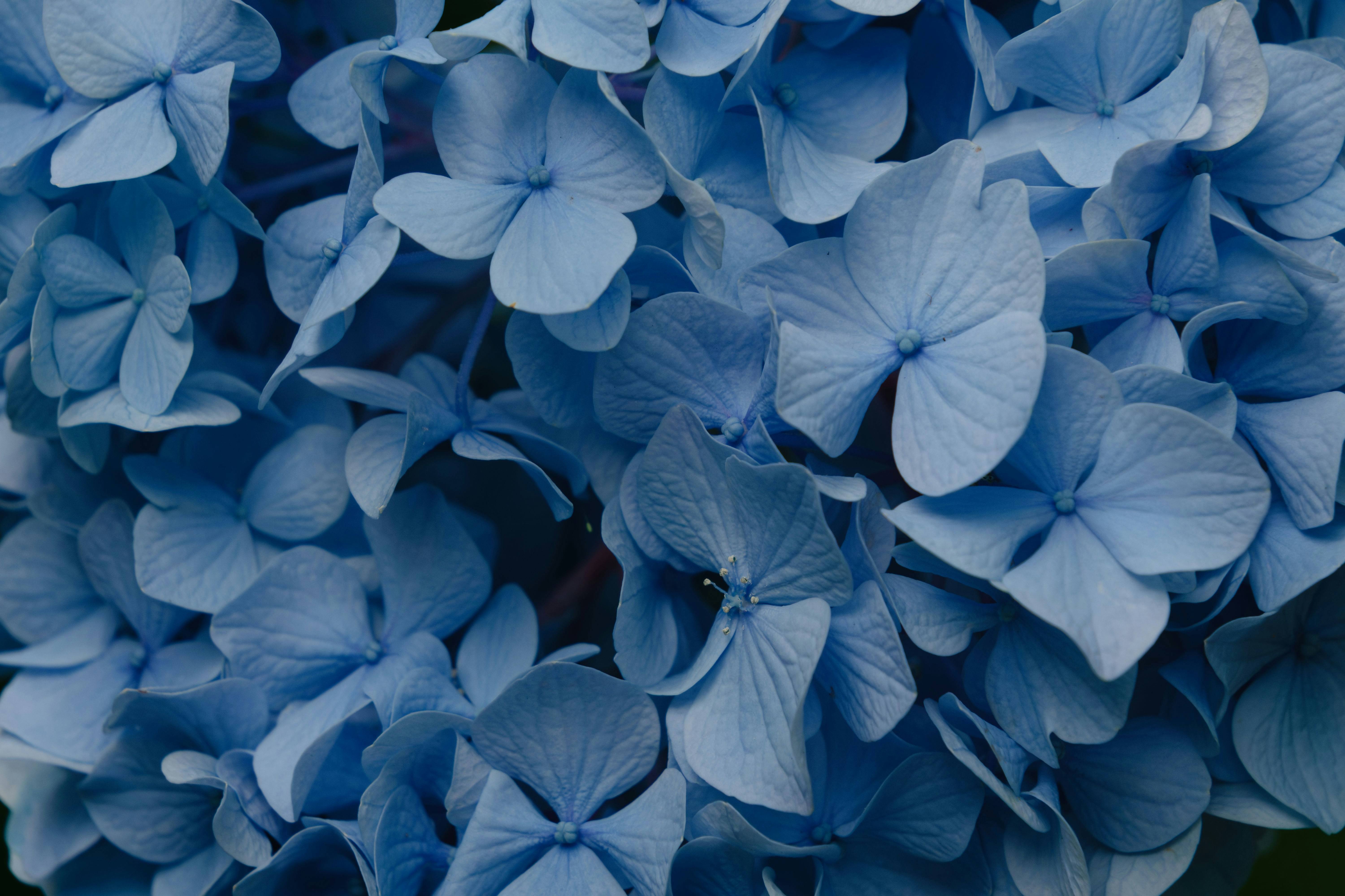 Blue Hydrangea Field: A Quiet Carpet of Petal Shapes