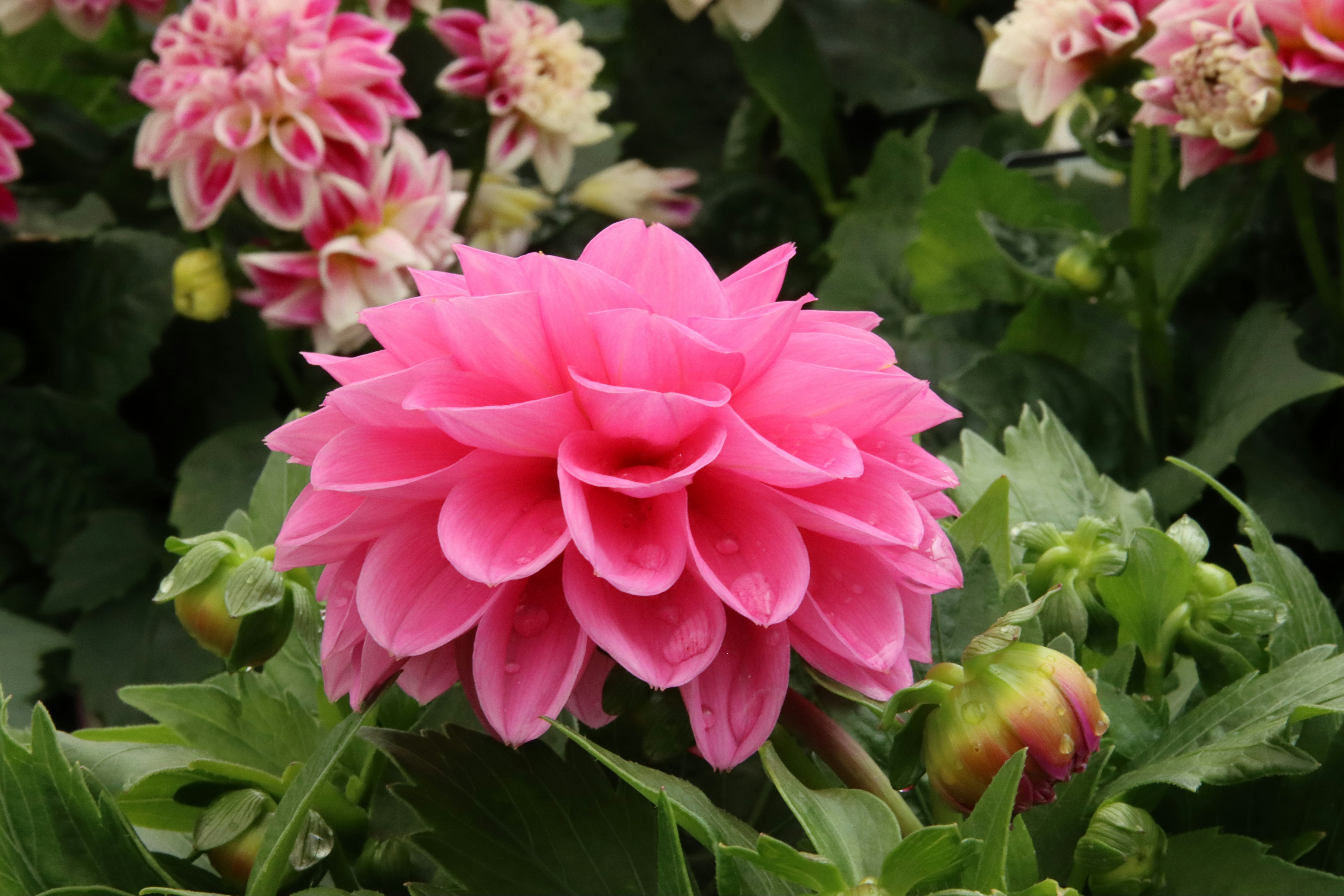 Petal Mosaic: Soft Pink Dahlia Amid Greenery
