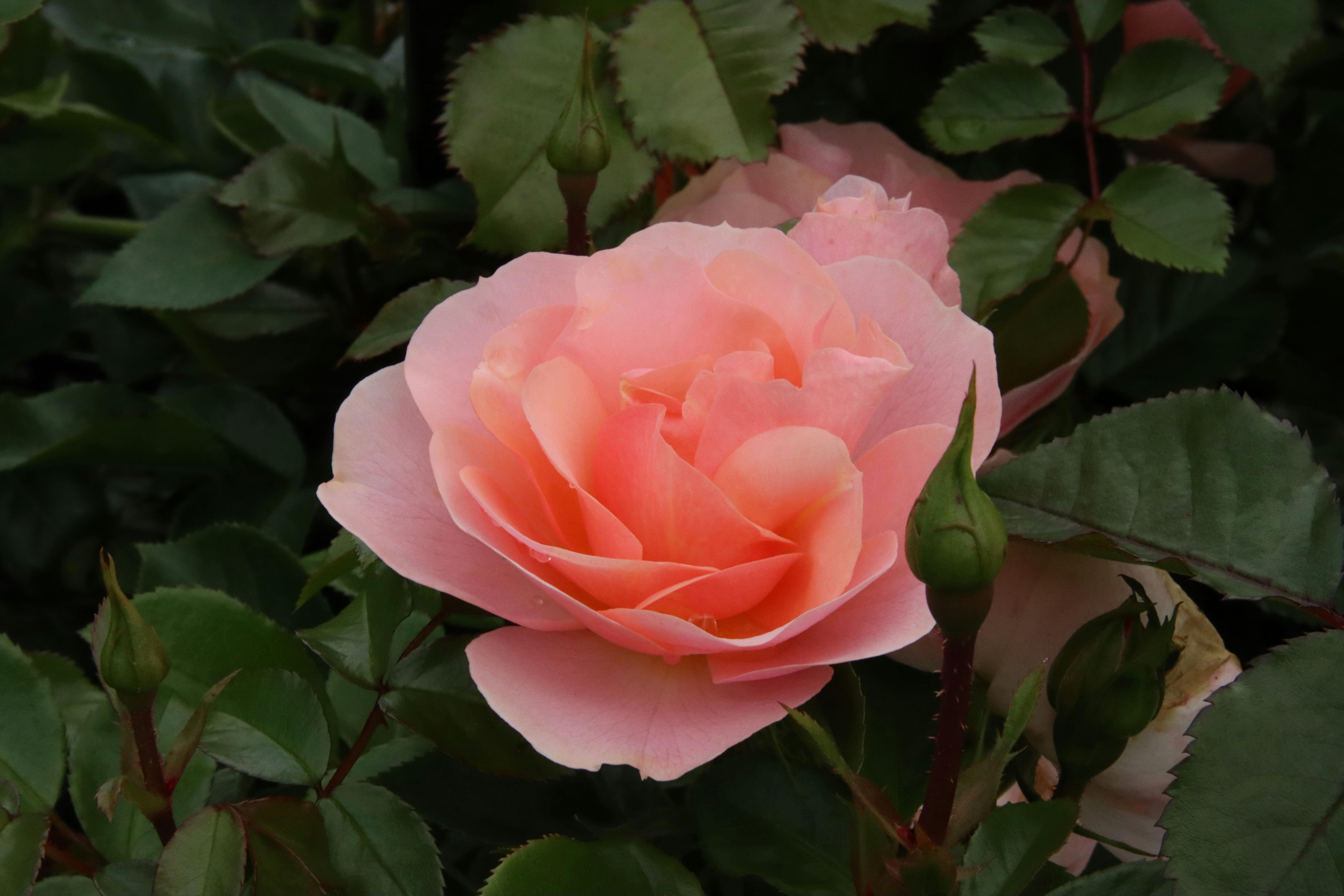Softrose in Full Bloom: A Gentle Peach Flower Reaches for Light