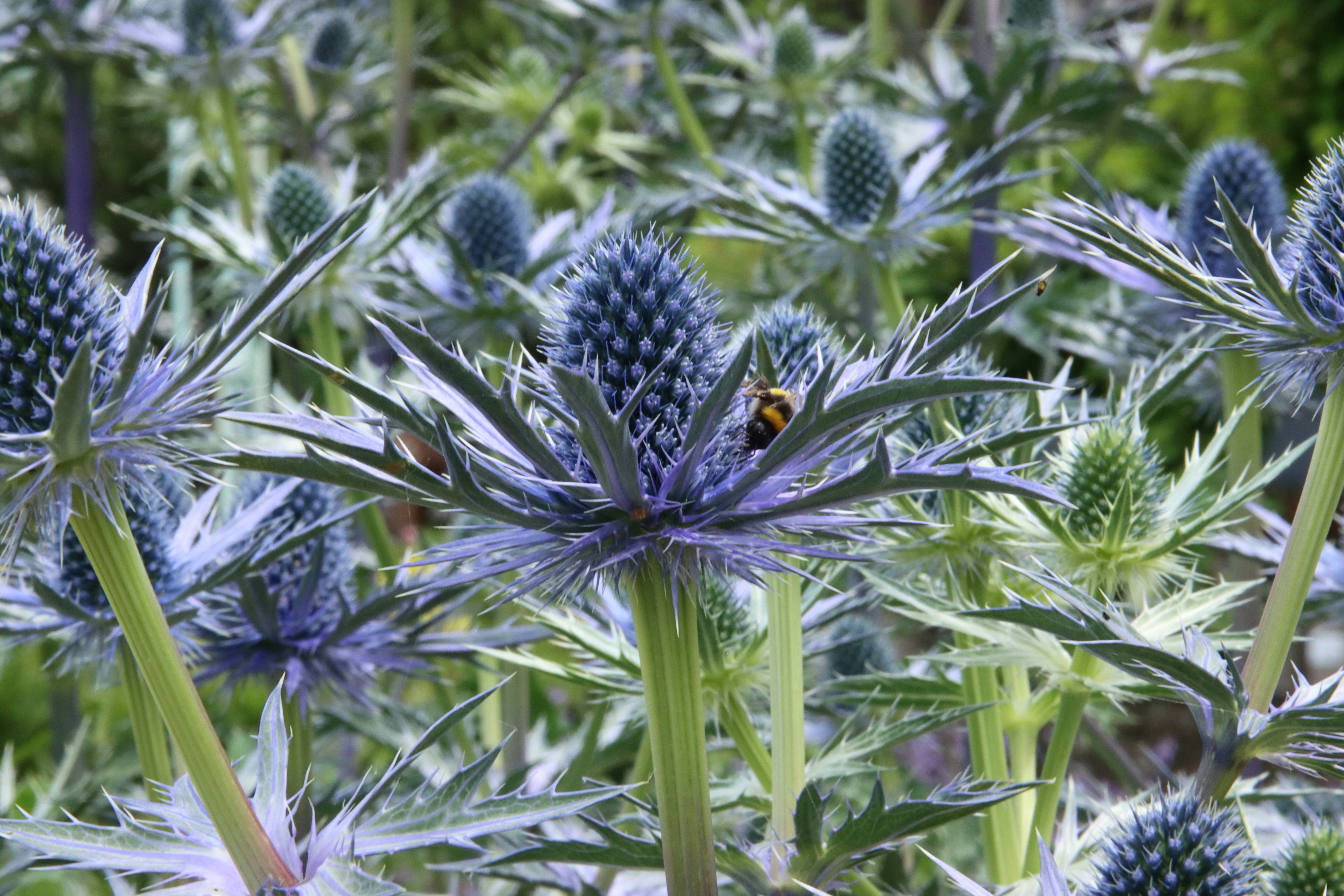 Midfield Bloom: A Sea of Blue Echinops in Sharp Focus