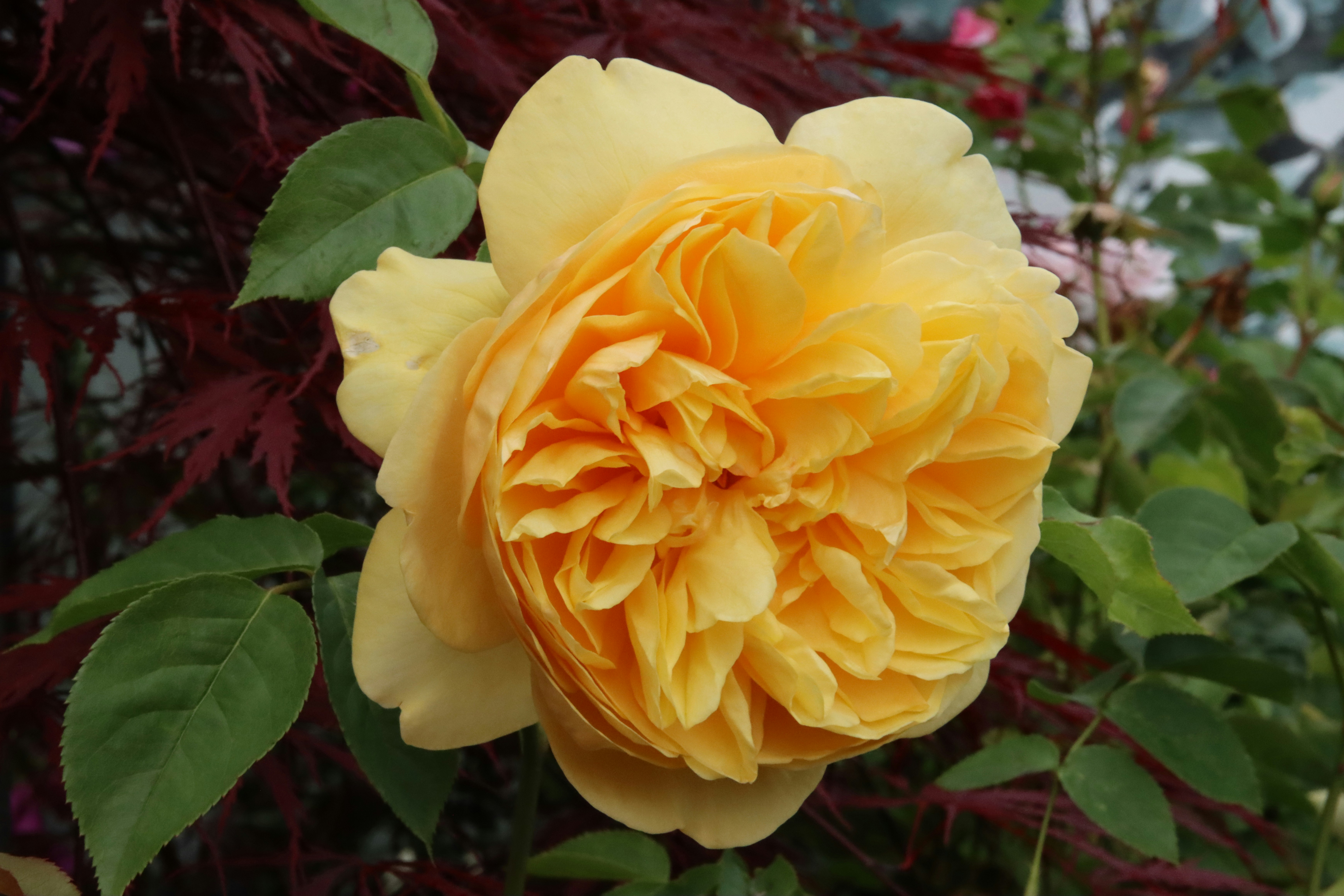 Golden rose in bloom: a close-up in garden greens and crimson backdrop