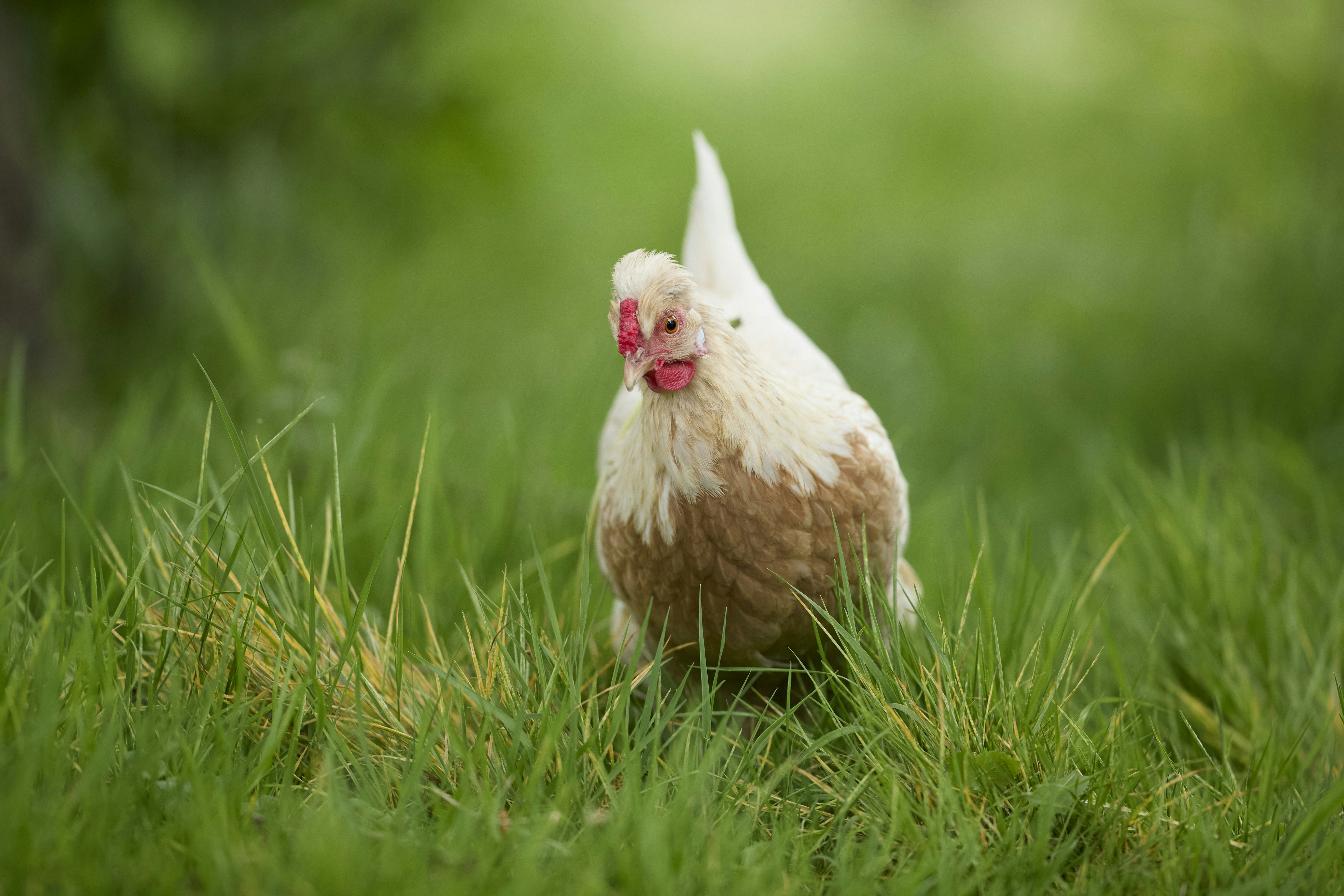 Creamy Hen in a Verdant Field
