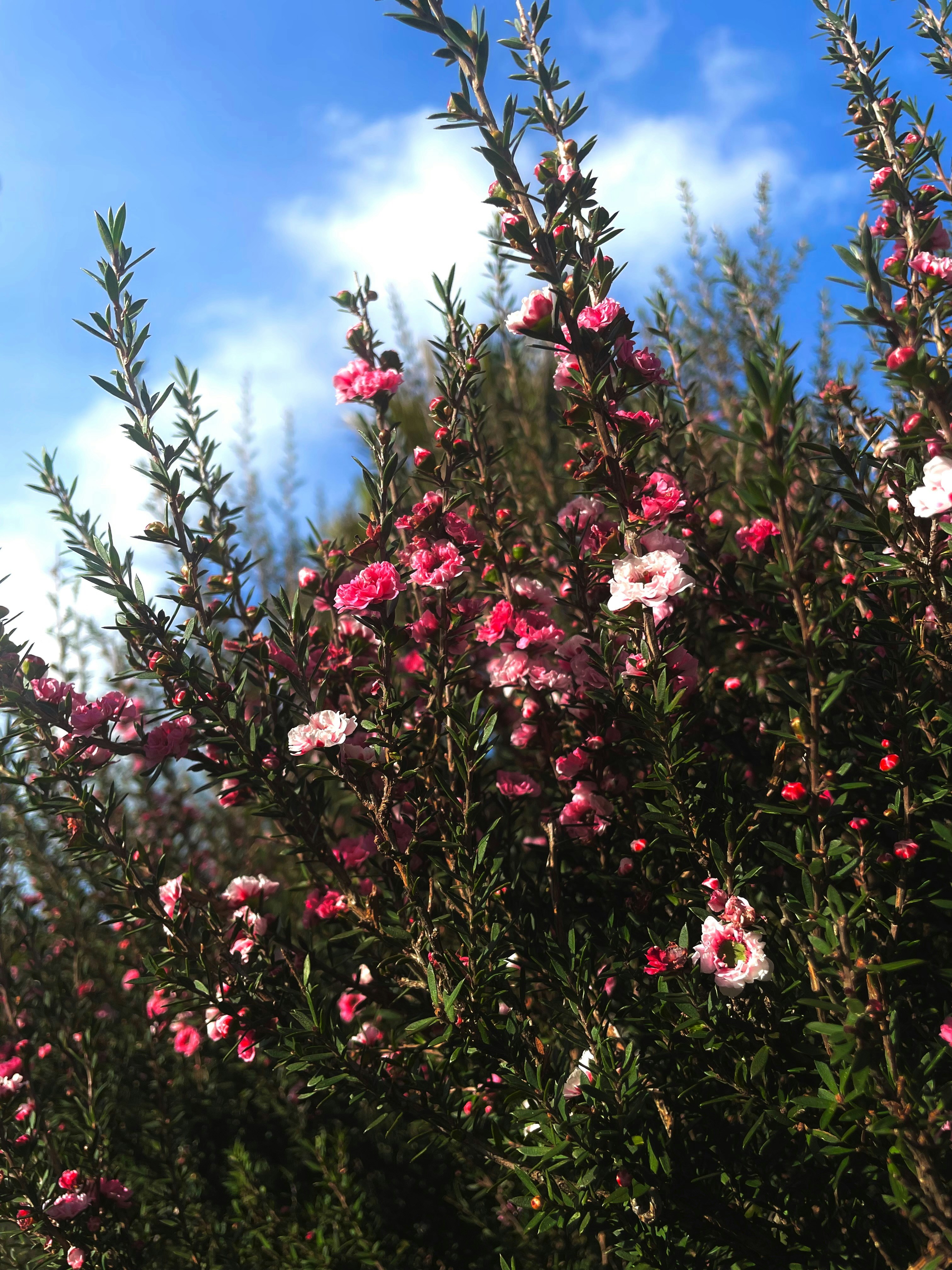 Blossoms in Sunlit Proof: Pink Shrubs against a Blue Sky