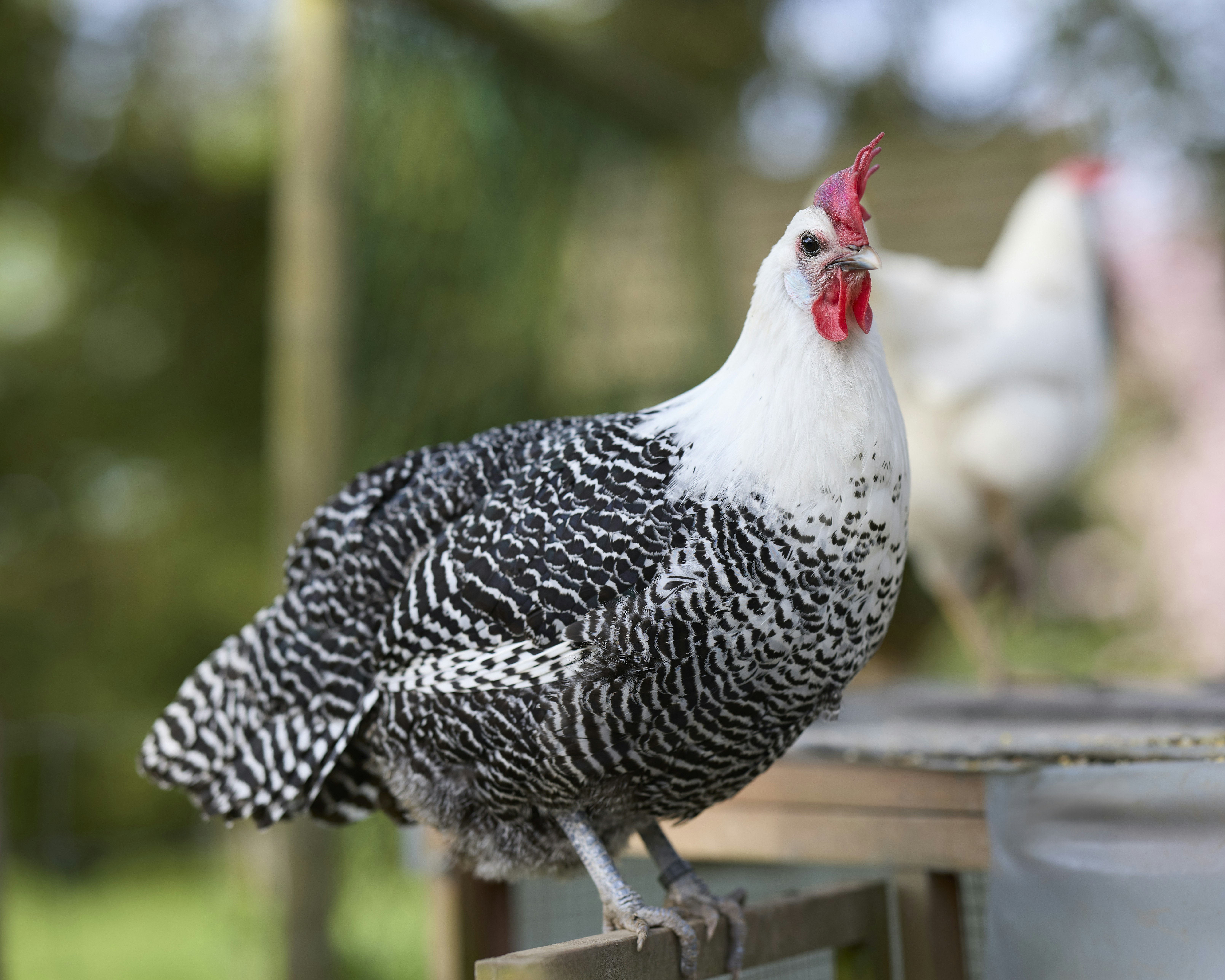 Jamie the Barred Coquette: A Hen Stepping Into the Afternoon Sun