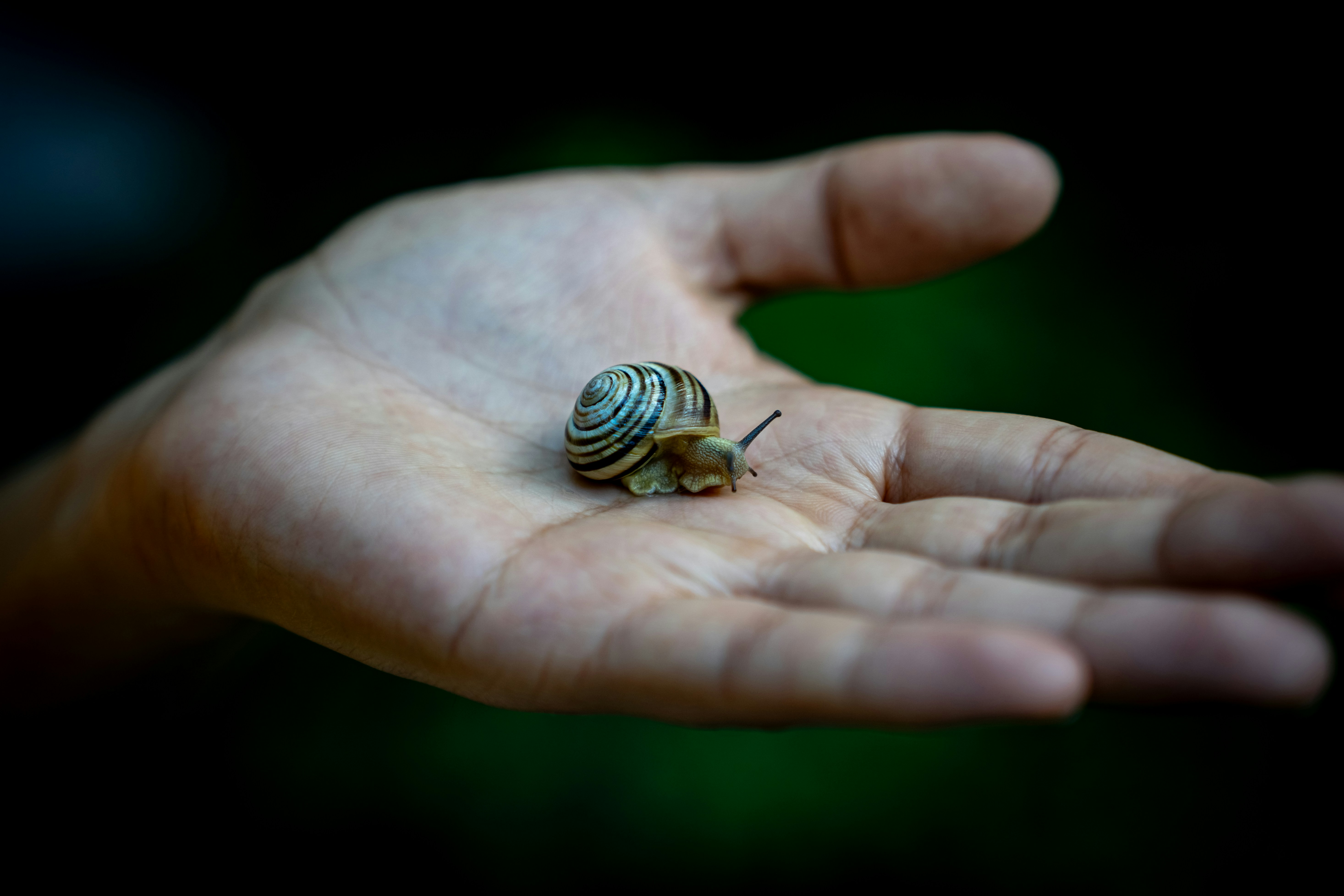 Tiny Navigator: A snail resting on an open palm