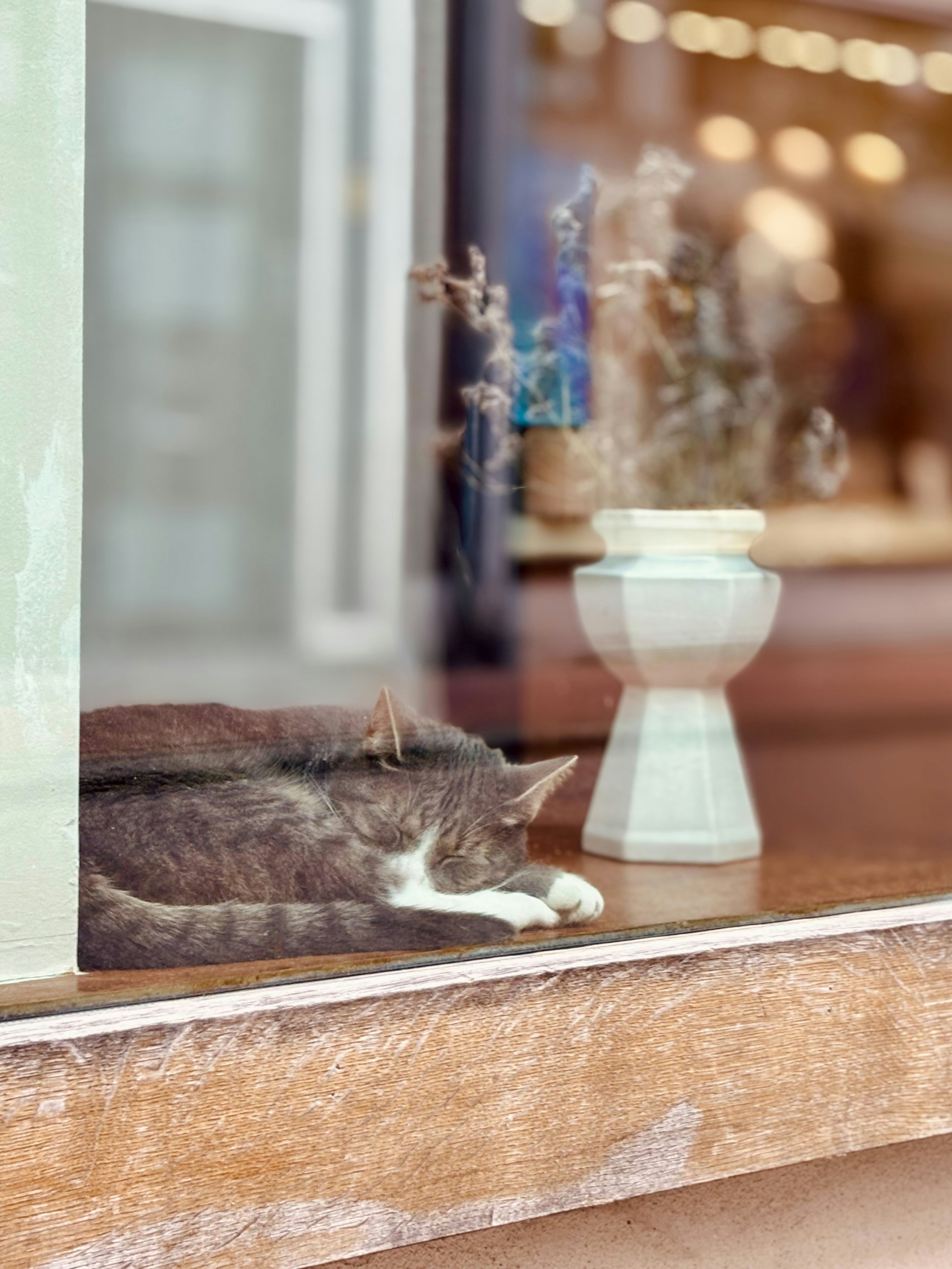Sunlit Window Cat: A Quiet Dozing Moment in a Shopfront