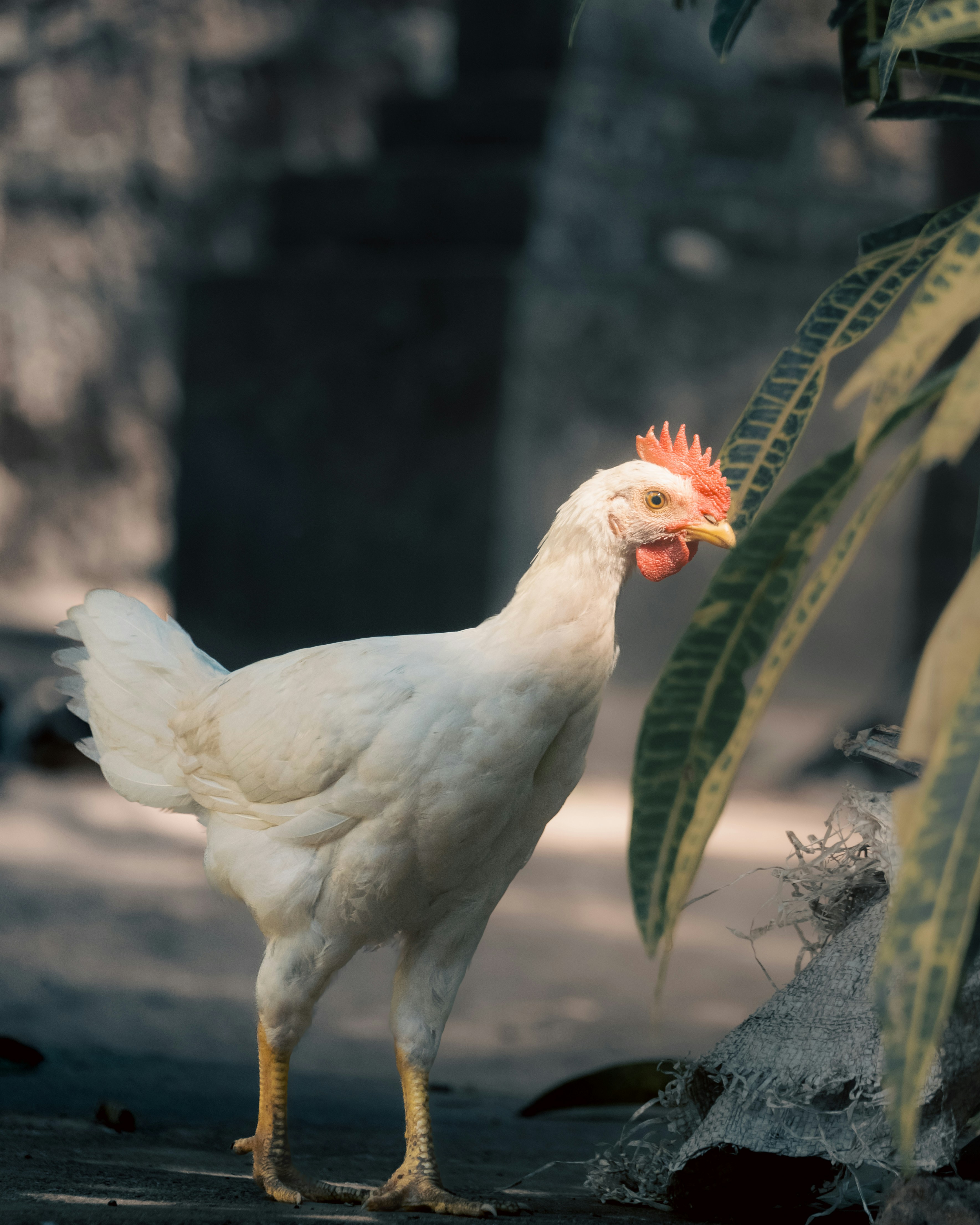 White Hen at the Edge of Dappled Shade