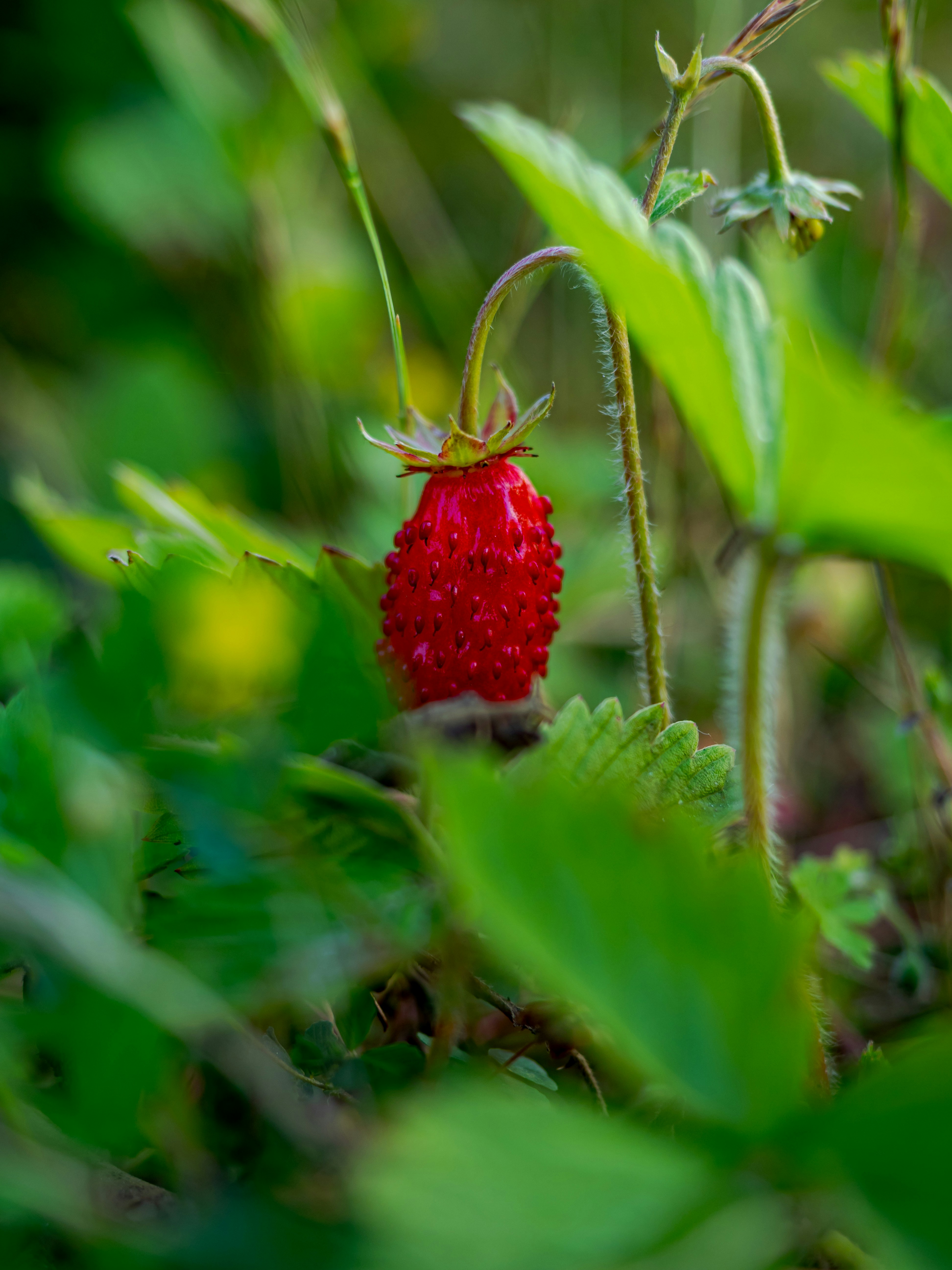 Red berry amid green veil: a close-up of a wild strawberry in soft focus