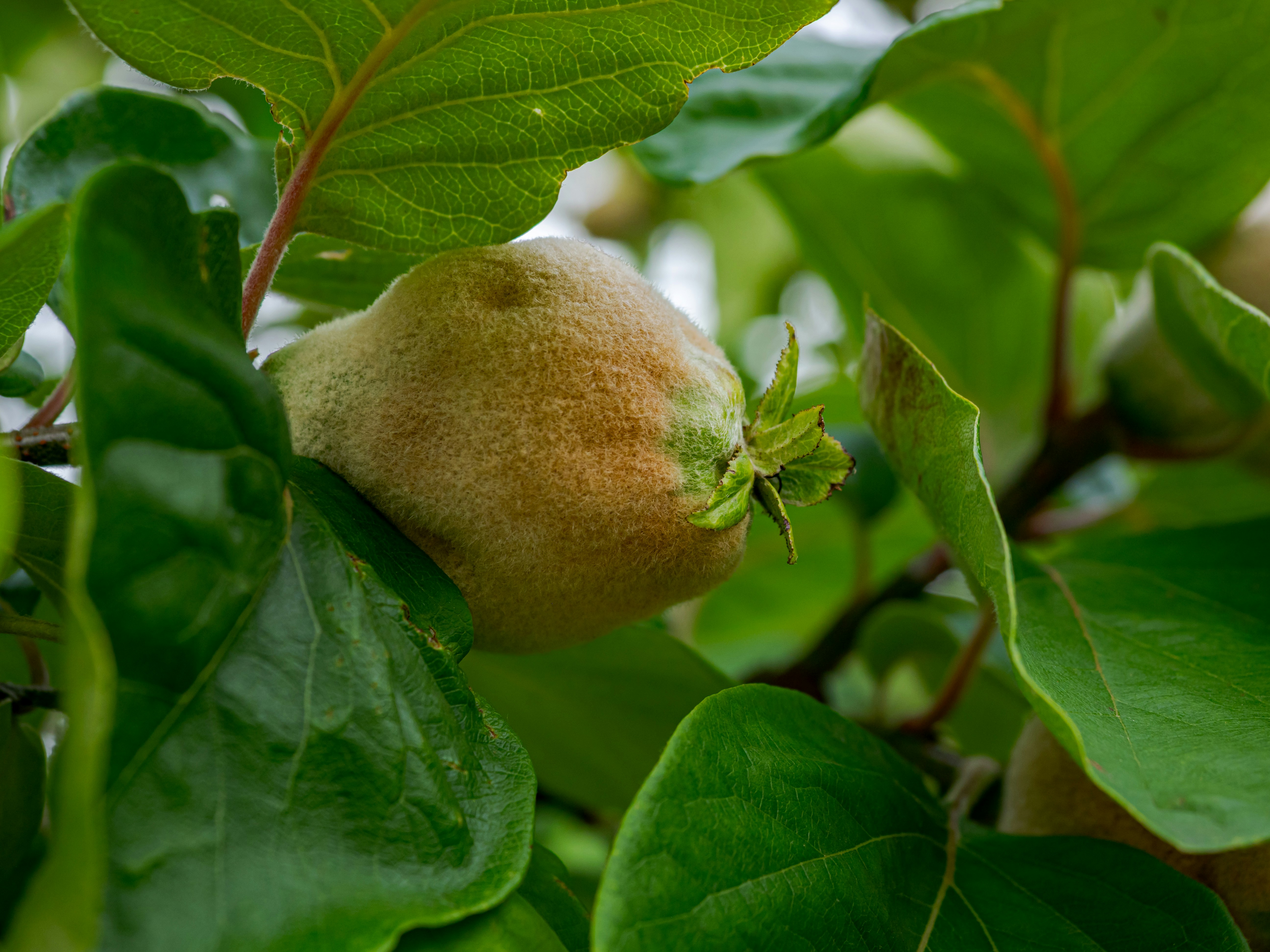 Forested Fruit: A ripening quince tucked among glossy leaves