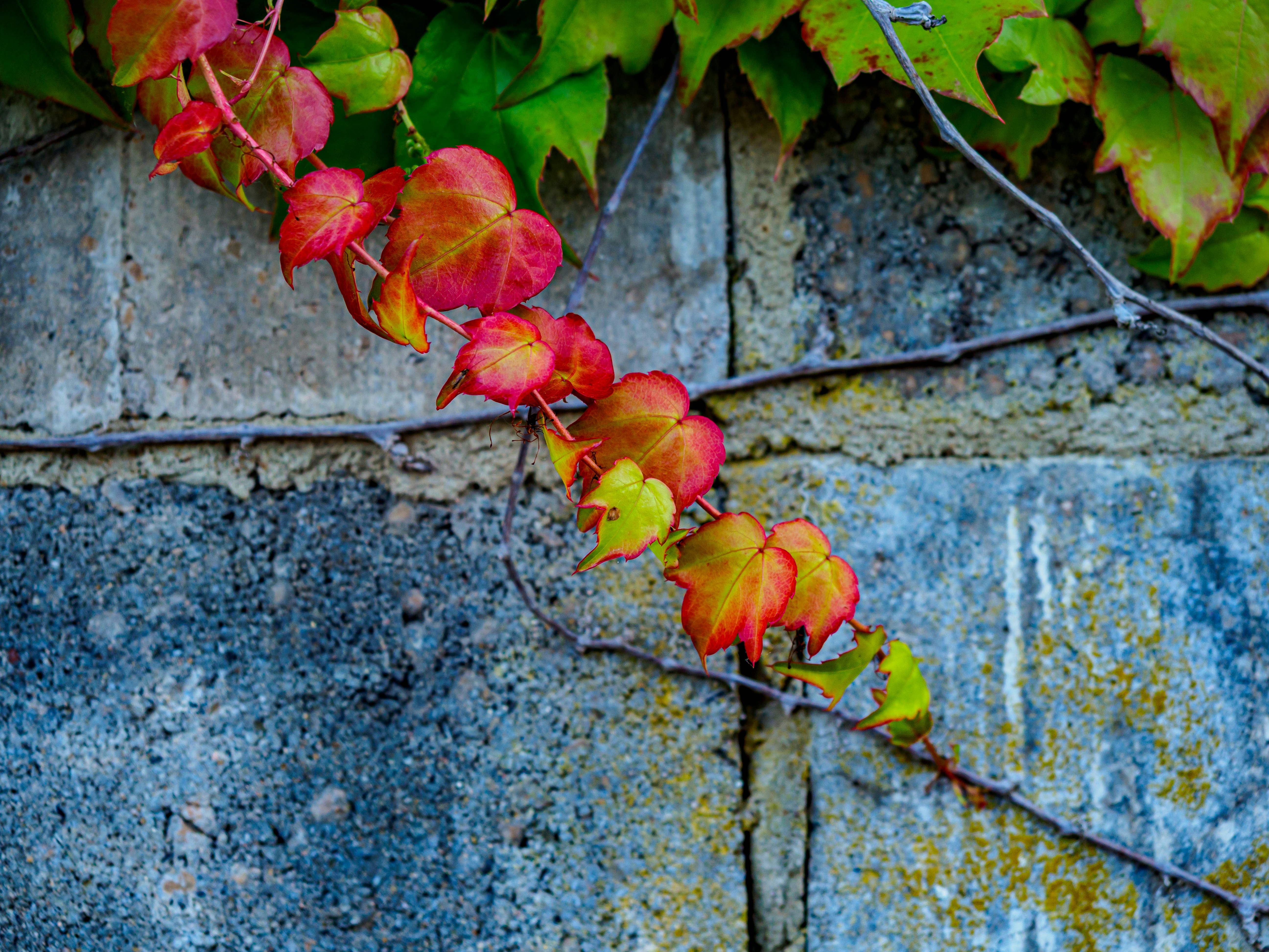 Vine-Touched Masonry: A Burst of Autumn on Weathered Blue Grout