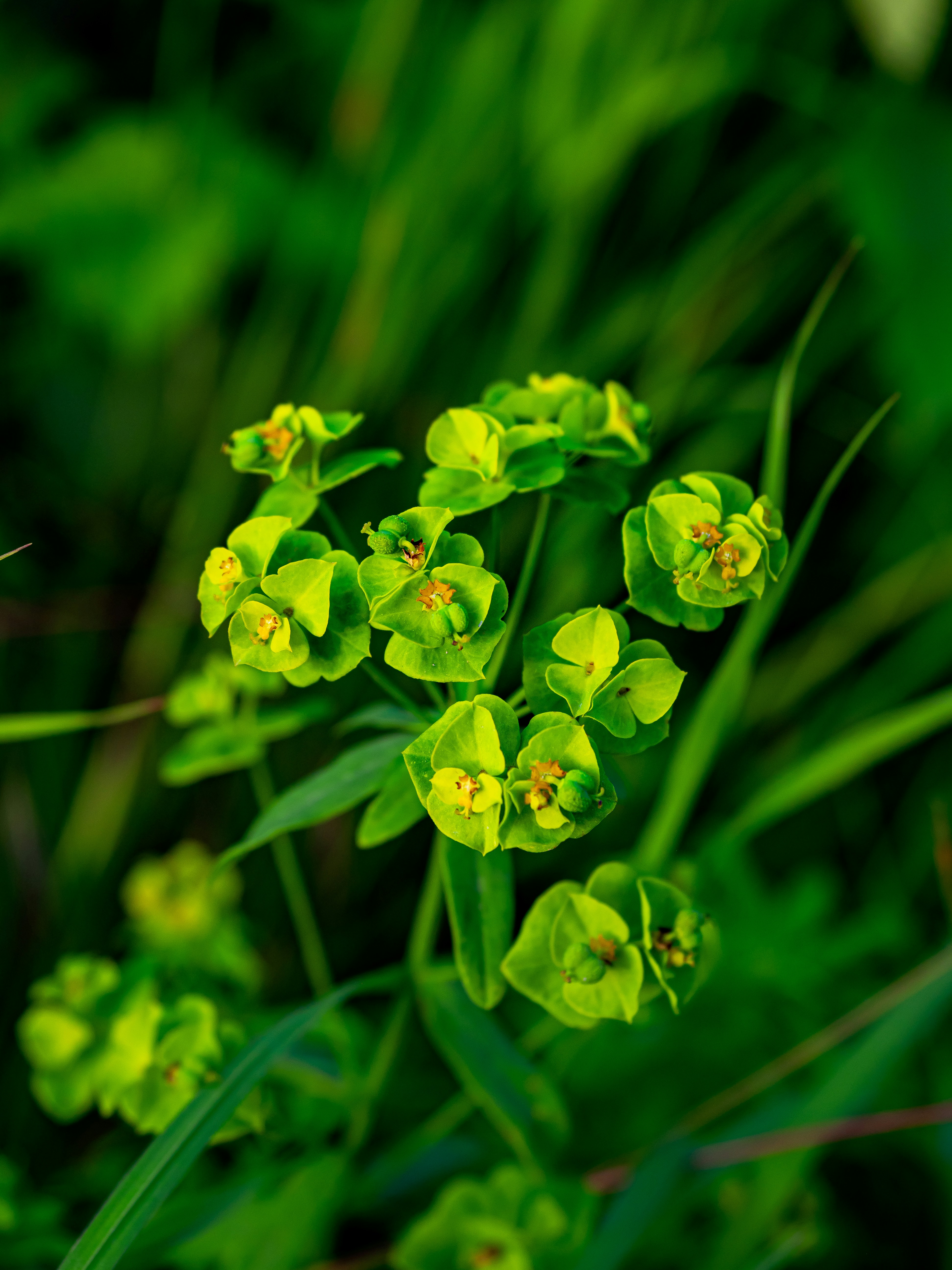 Green Orbit: clustered blossoms glow among blade-green chaos