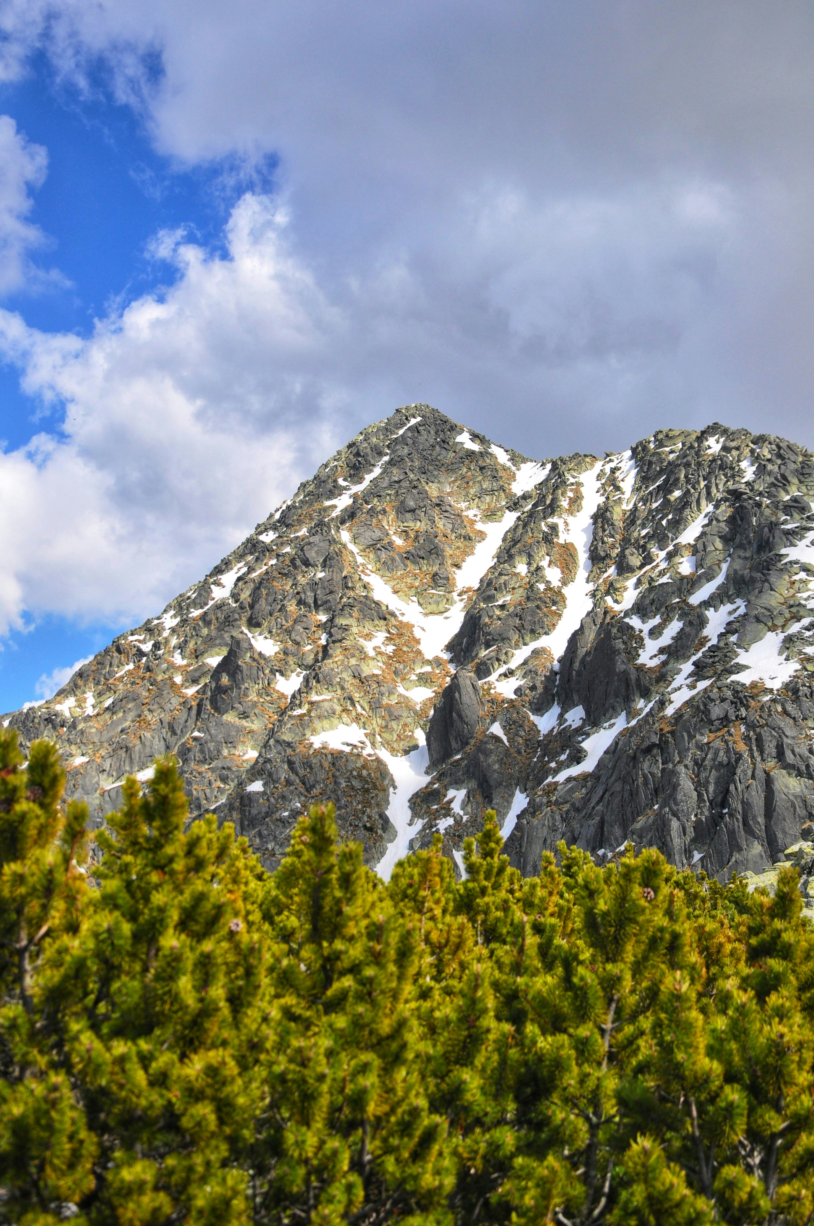 Snow-kissed Peak Above a Pine Crest