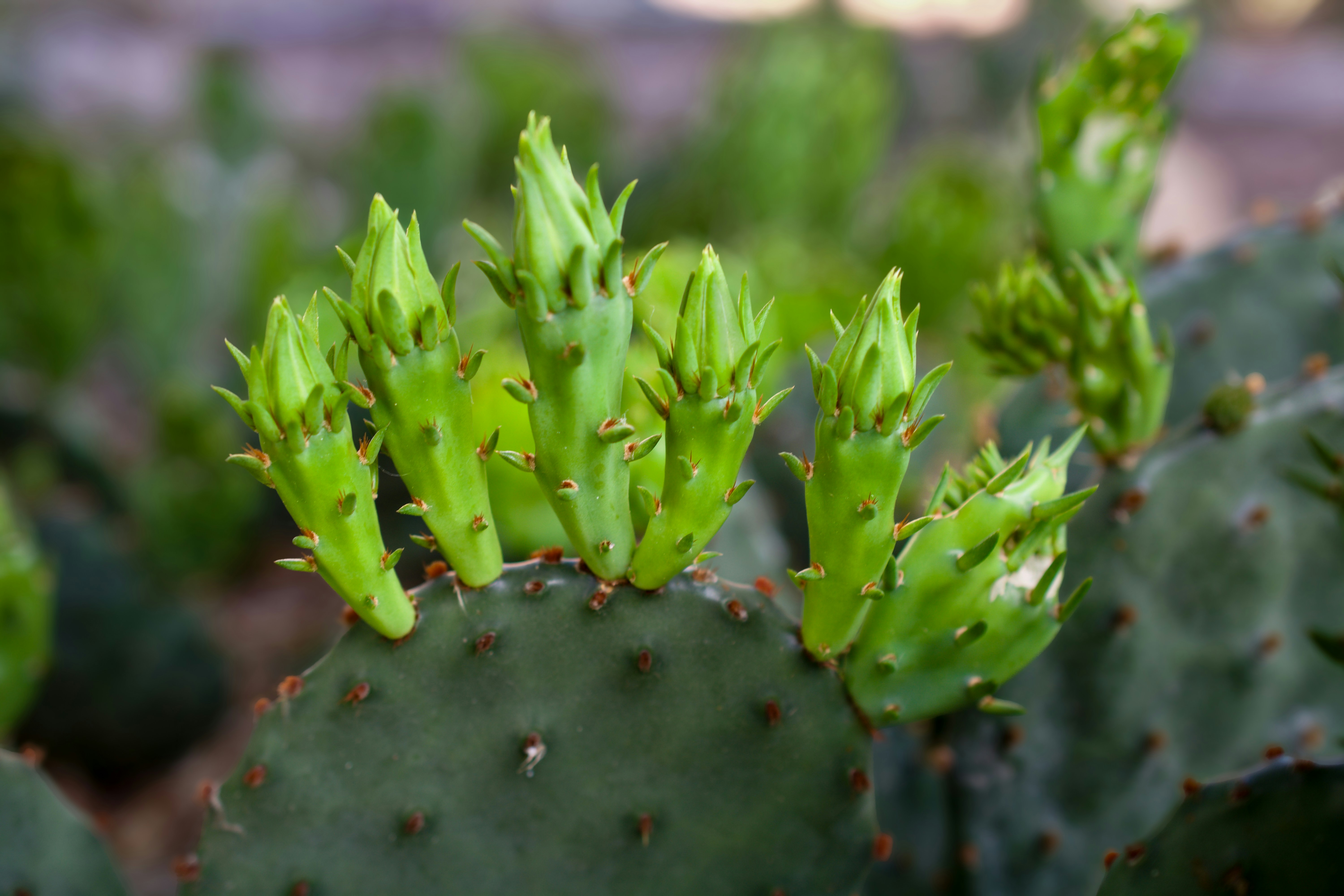 Emerald Pads with New Growth Awakening