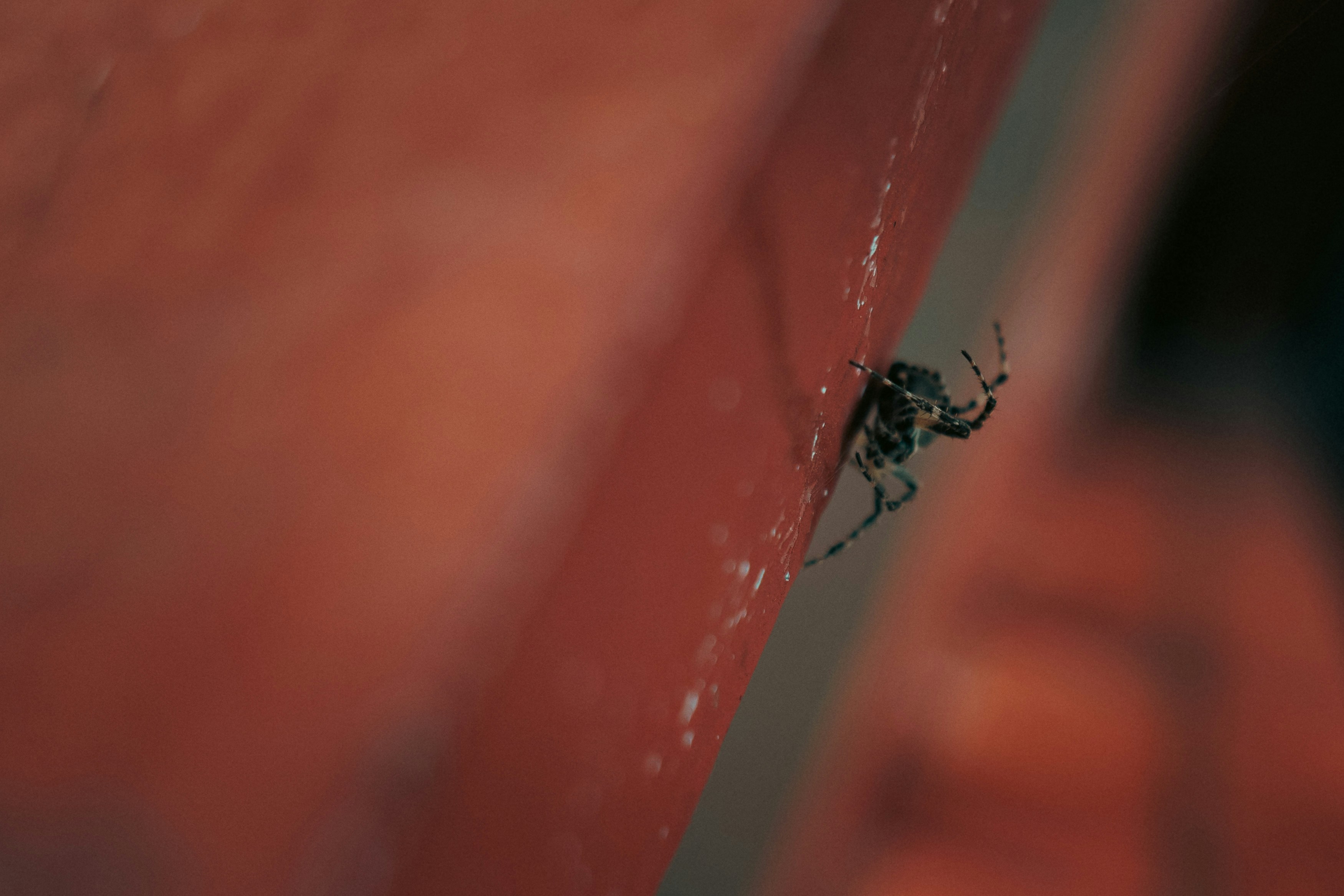 A Tiny Survivor on a Rust-Red Surface