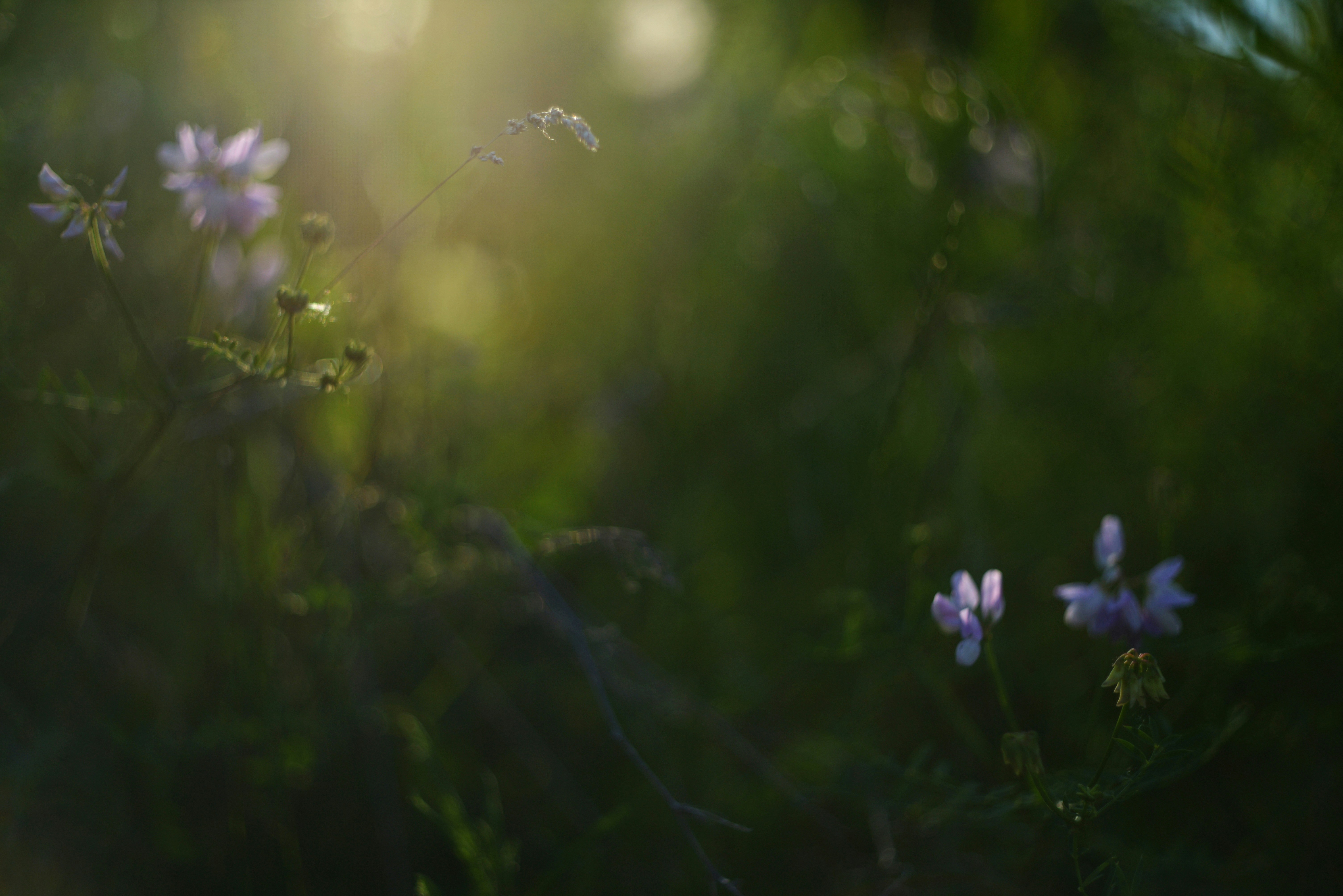 Soft Meadow Glow: Delicate Blooms in Gentle Backlight