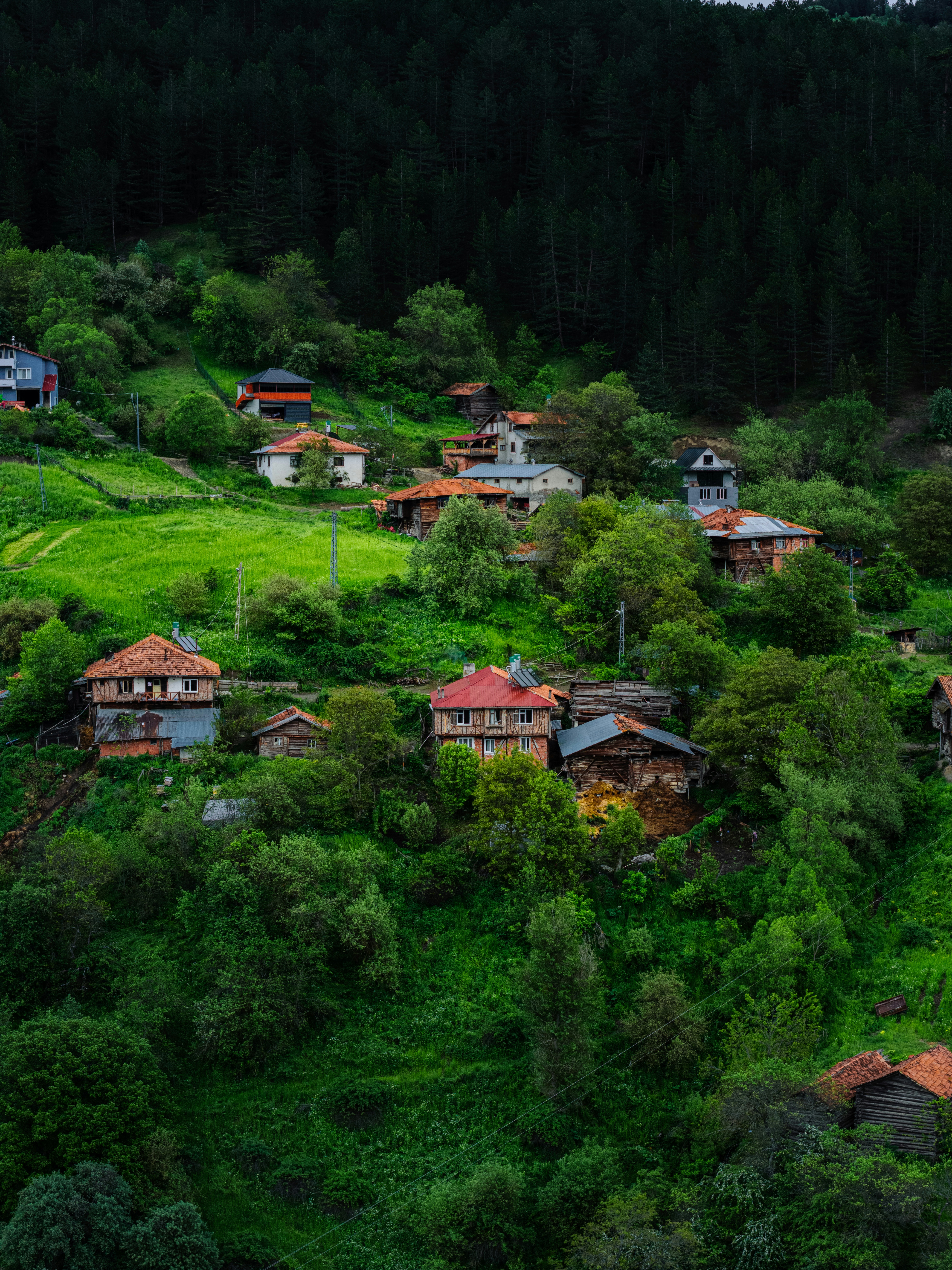 Traditional houses on a vibrant green forested hillside