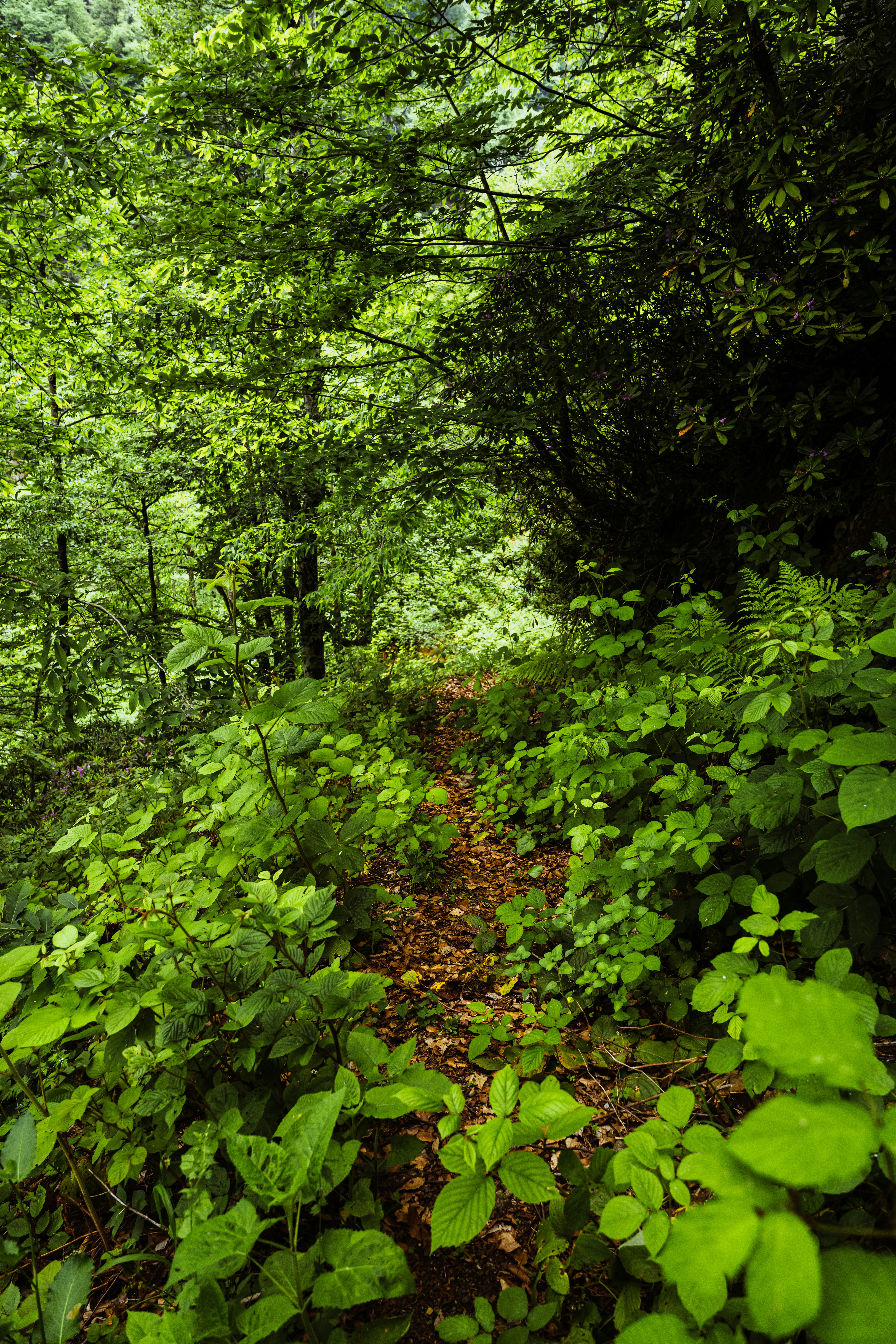 Narrow path through dense green forest