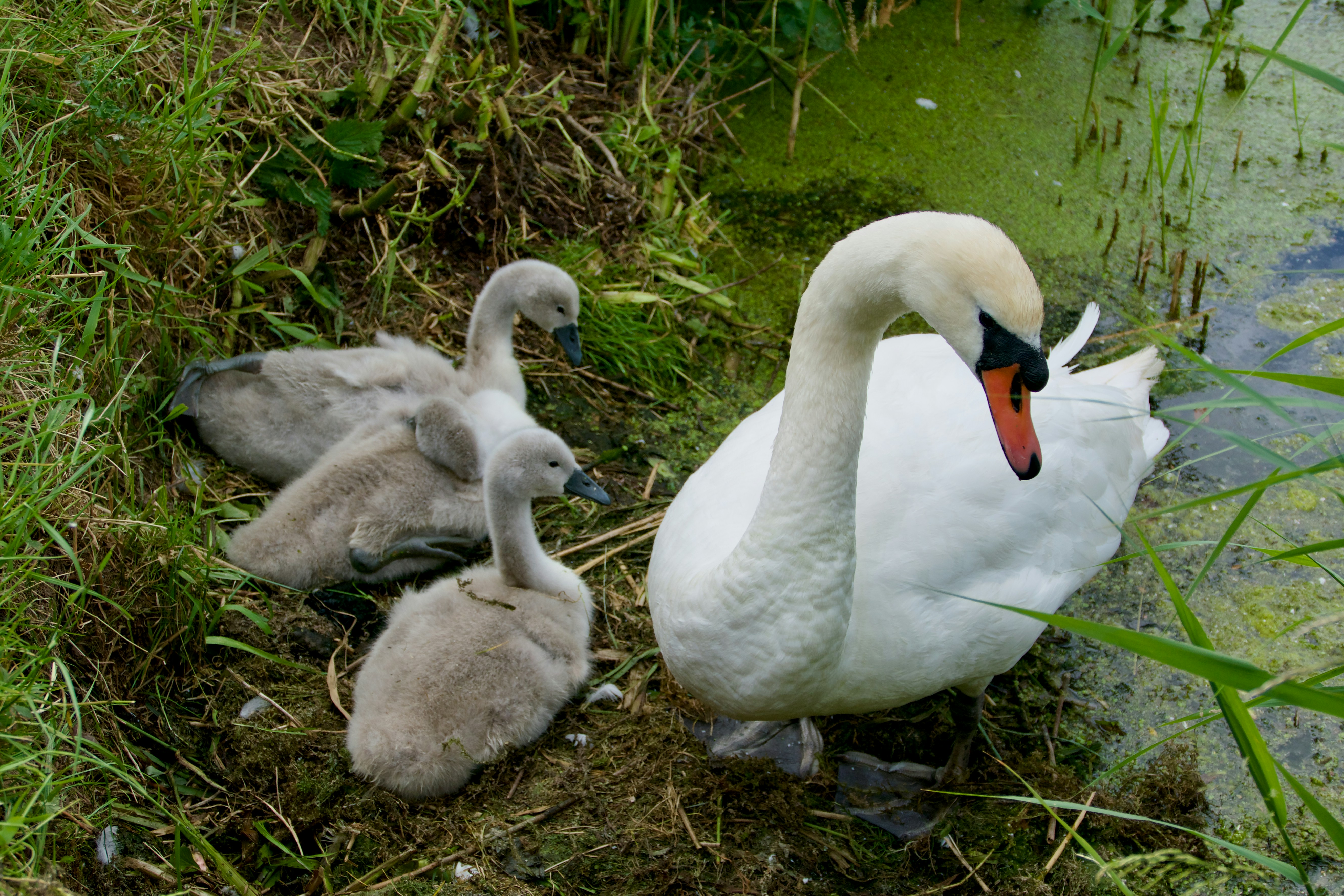 Swan and signets on Exeter Canal
