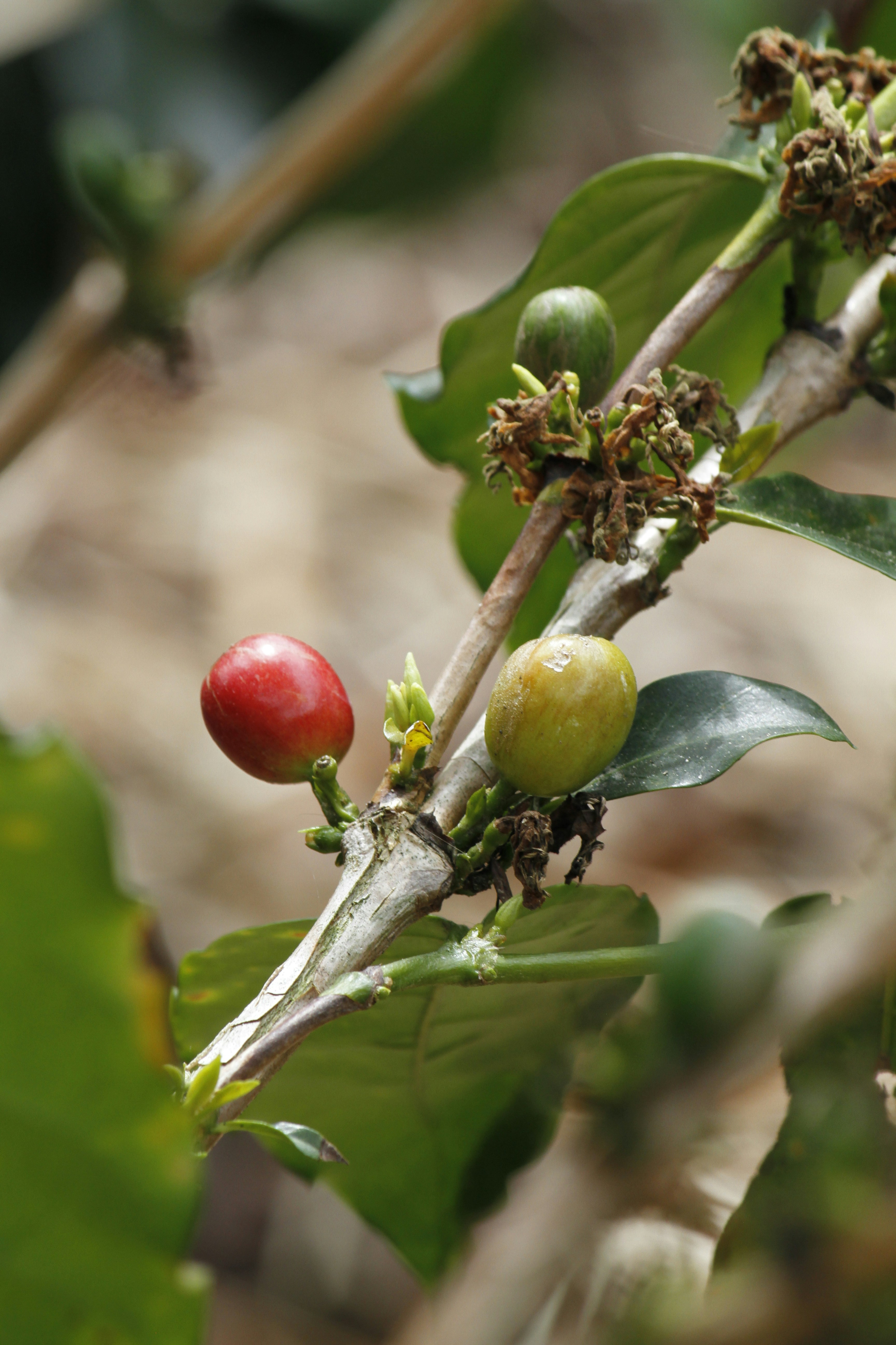 Red Berry on a Thorned Branch in Sunlit Foliage