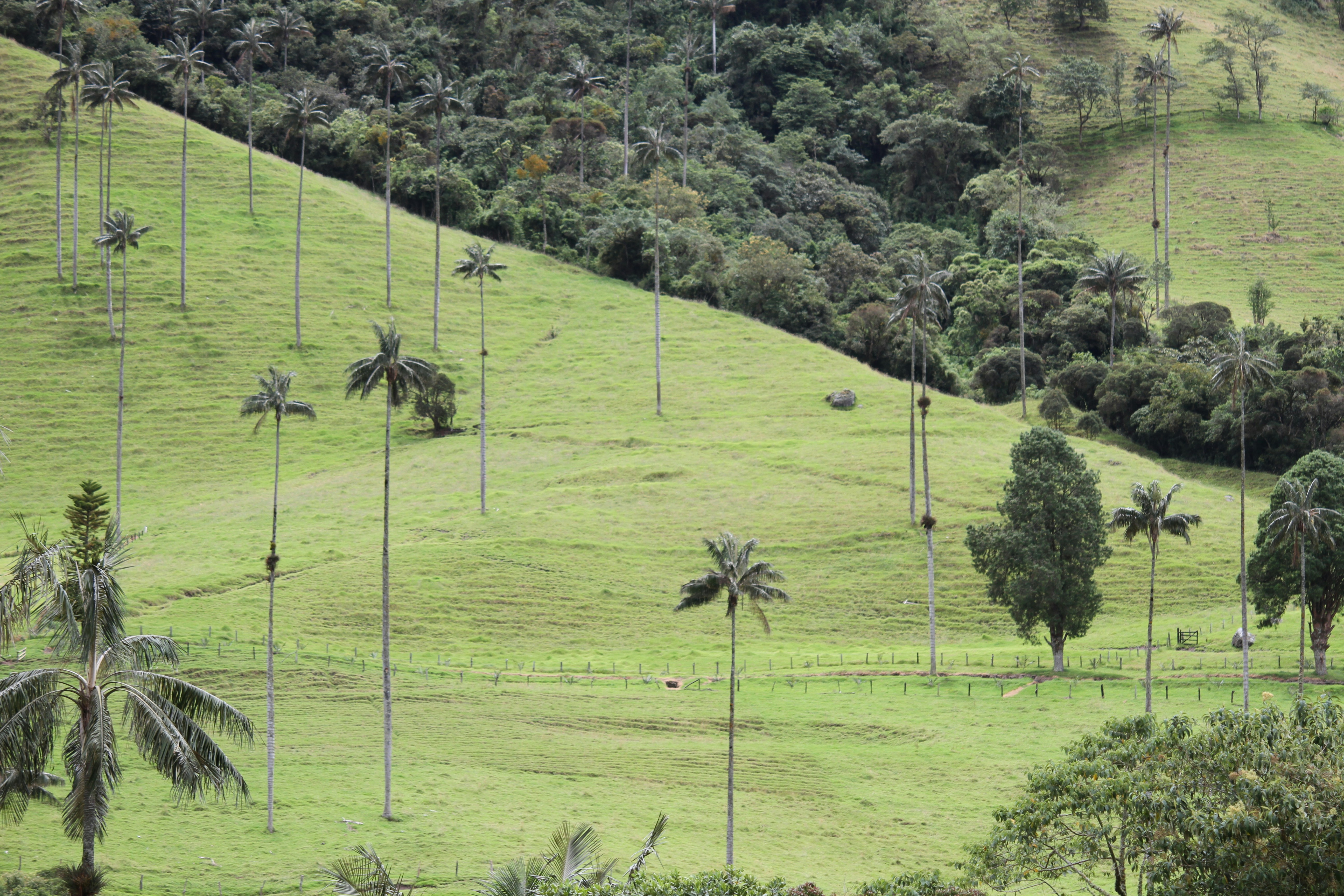 Pastoral Slope: Palm Trees Scatter Across a Verdant Highland