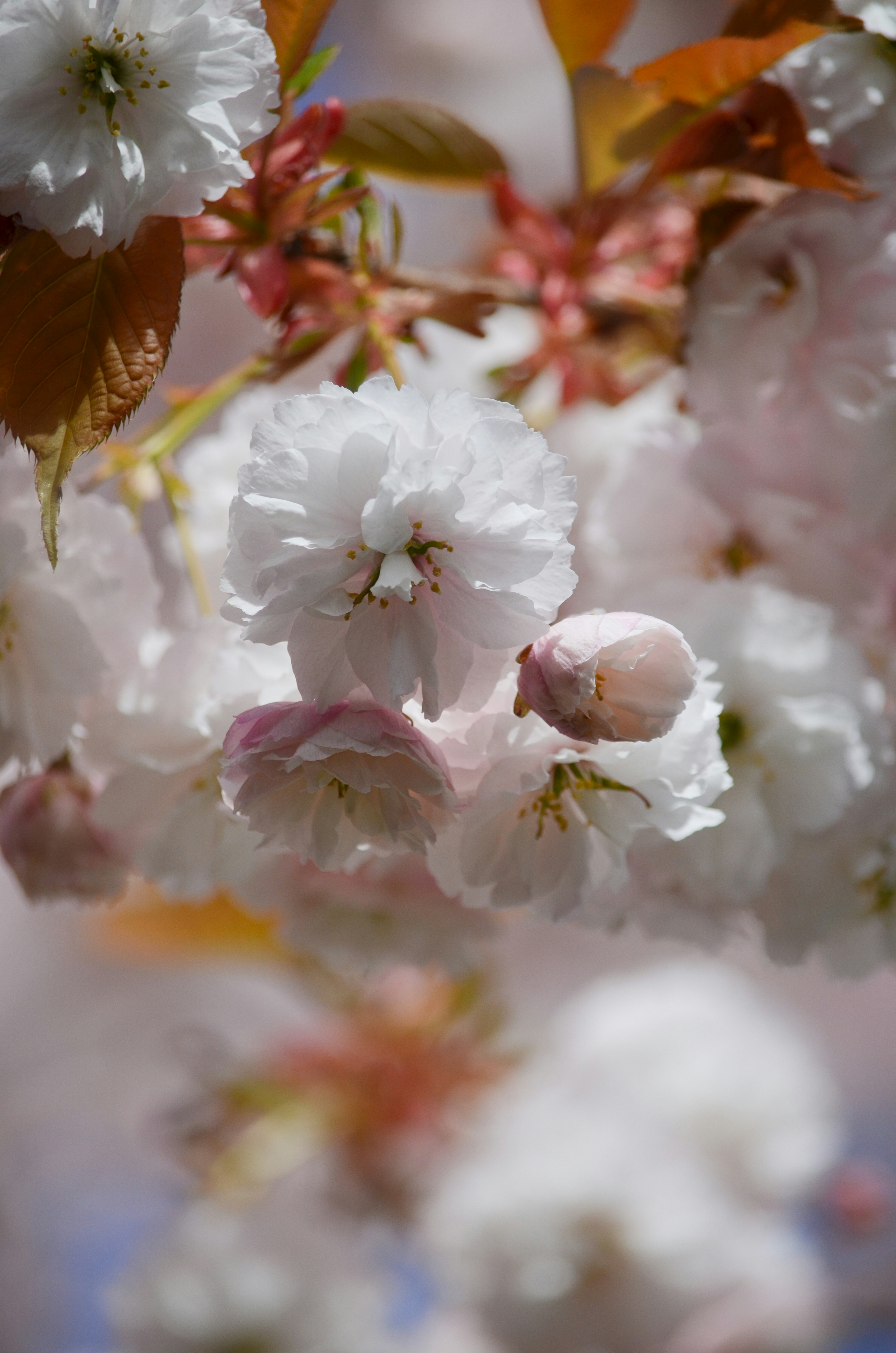 Blooming Whisper: A Cascade of Soft Pink and White