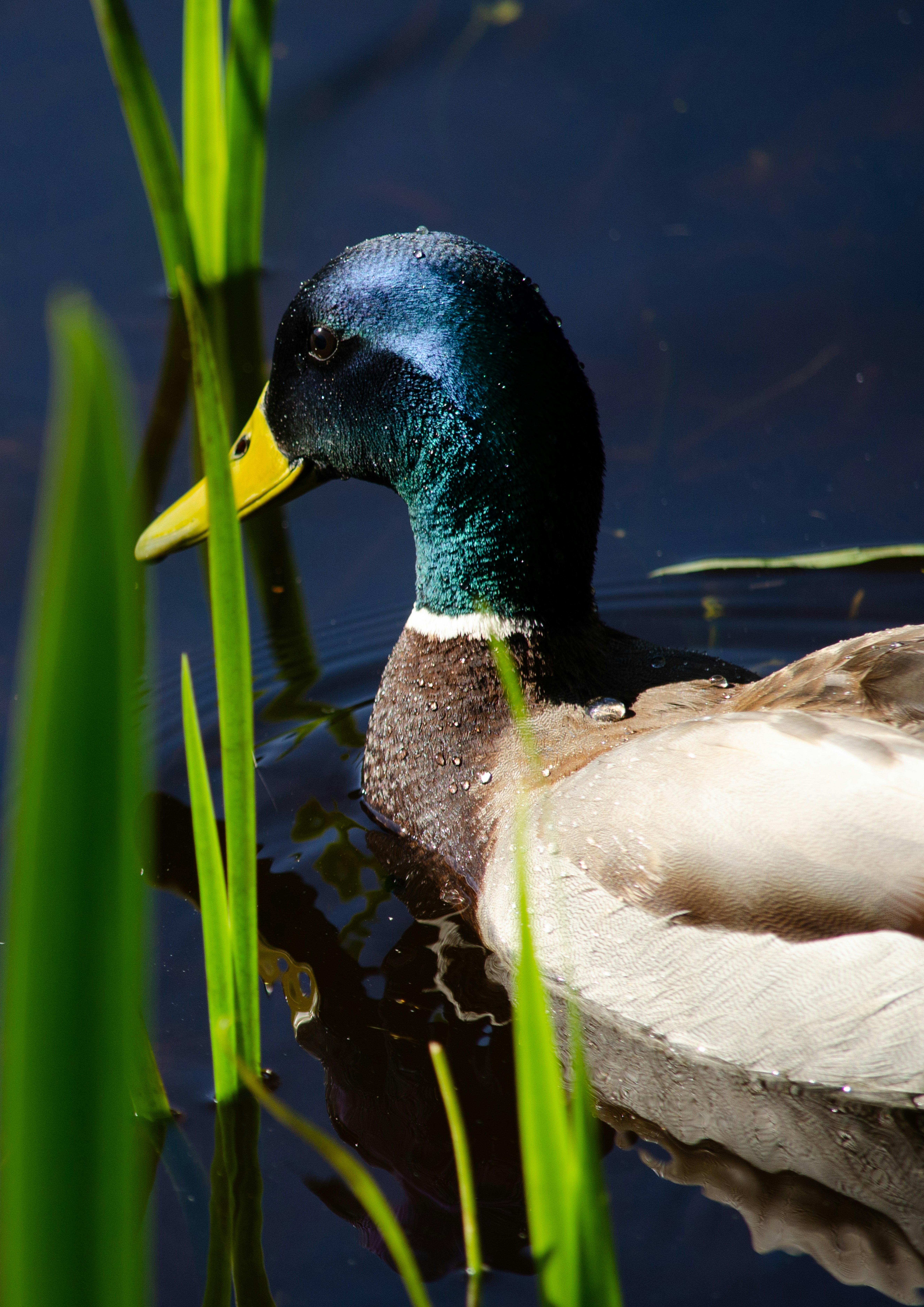 Colorful Male Mallard Duck with Emerald Green Head in the Green Grass.