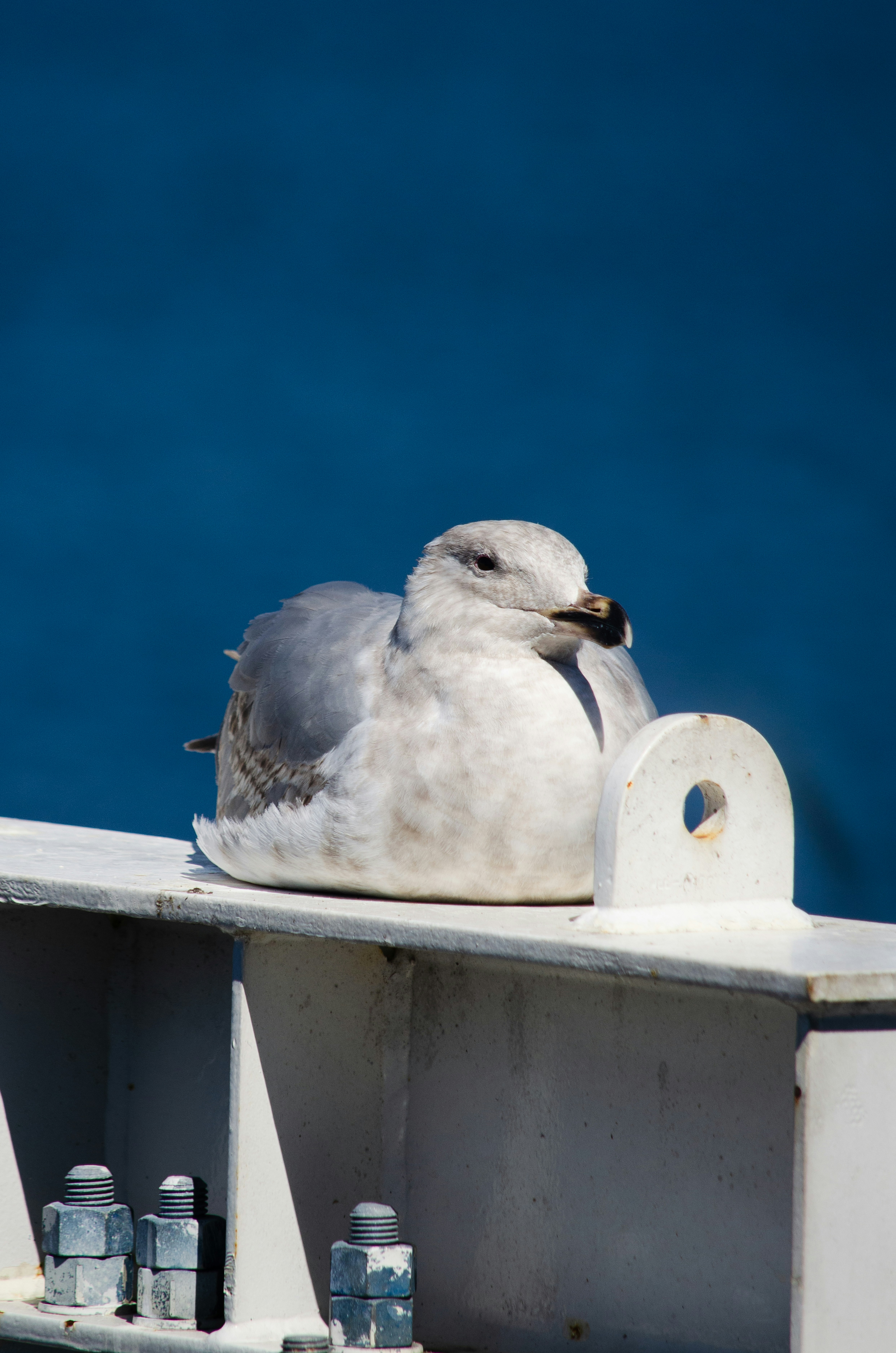 Seagull Sentinel Perched on Pier Hardware Against Indigo Sea