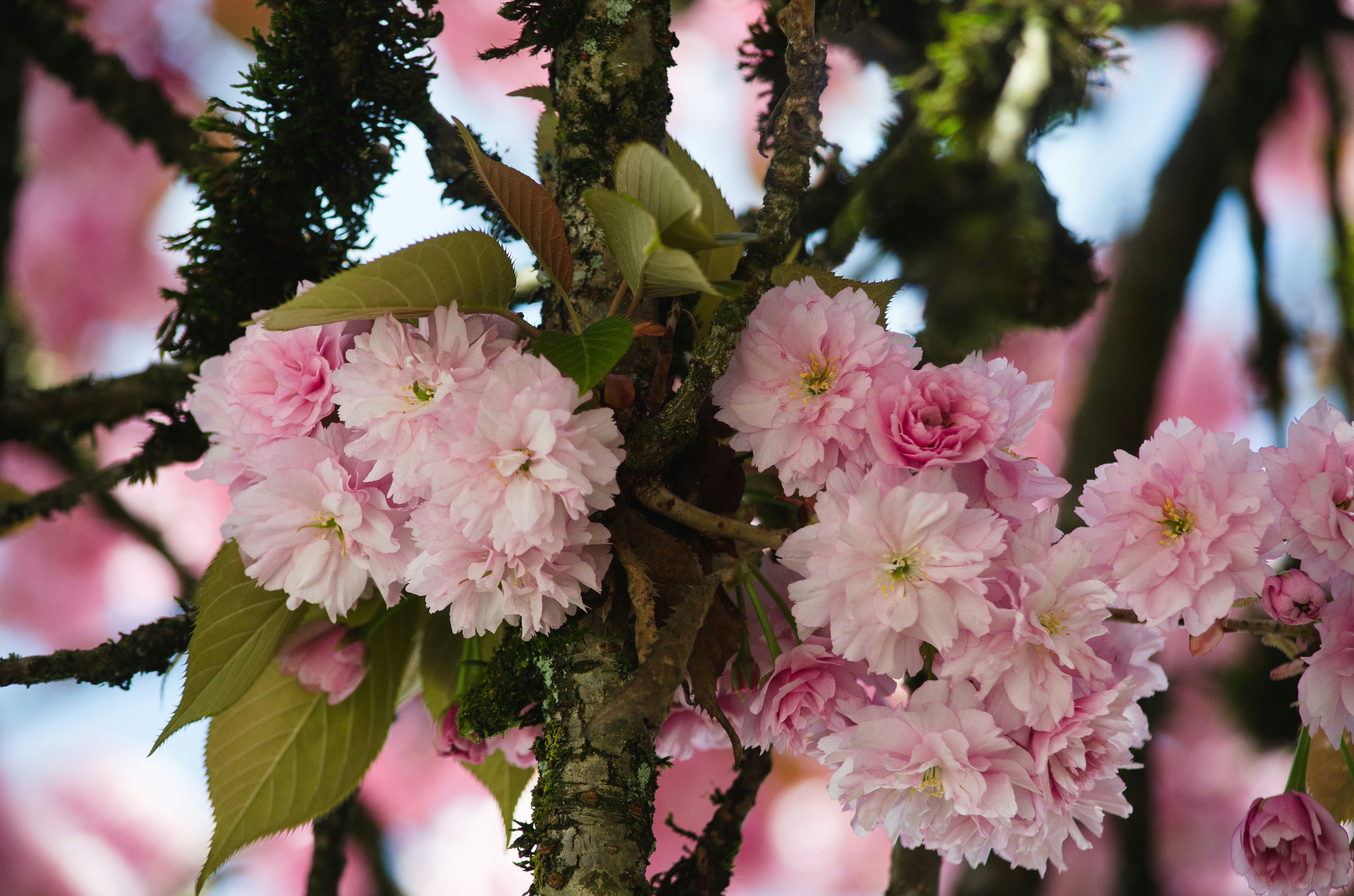  blush-pink blossoms clustered on a mossy branch