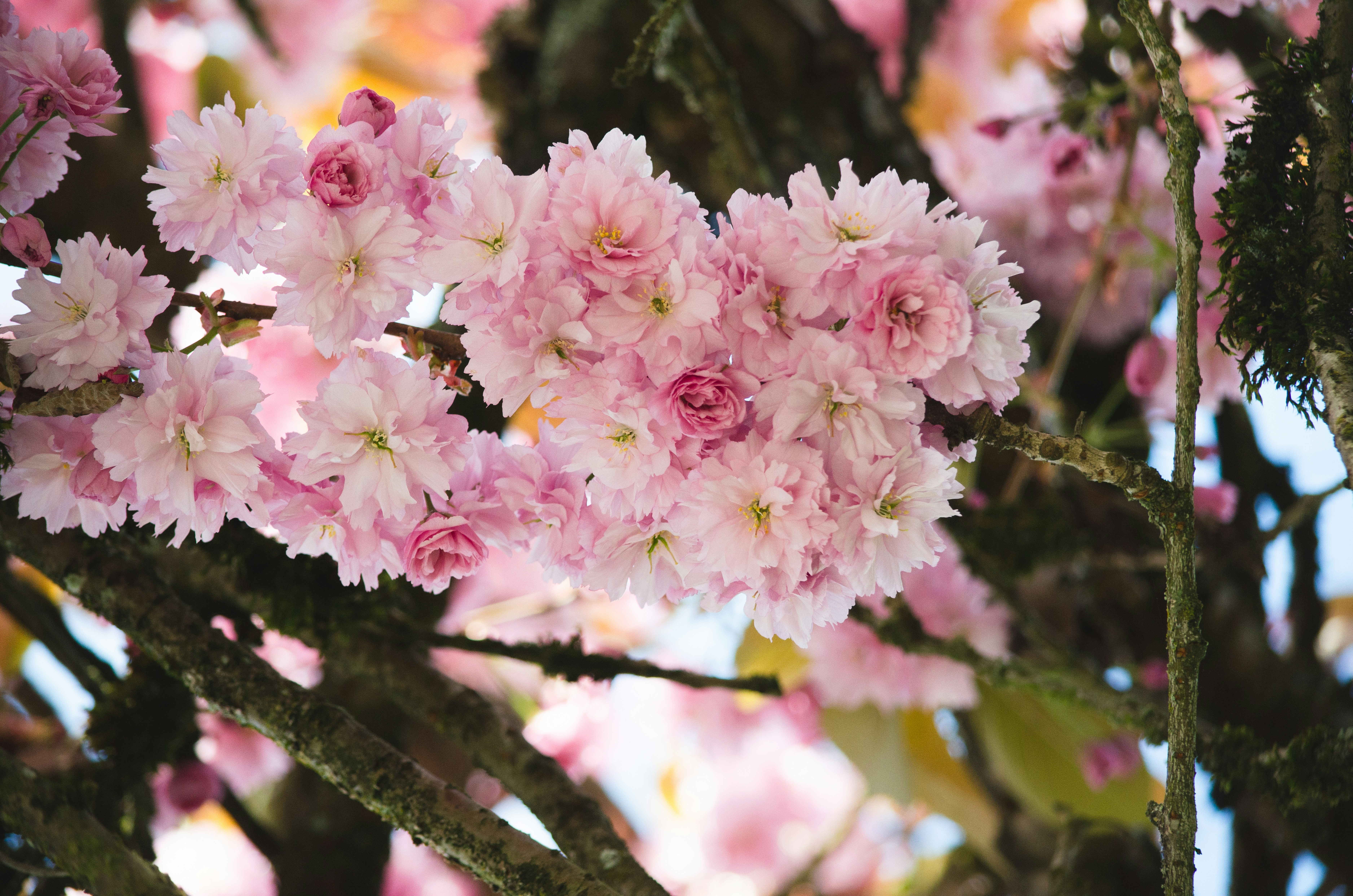 Pink pom-pom blossoms cling to mossy branches in sunlit bloom