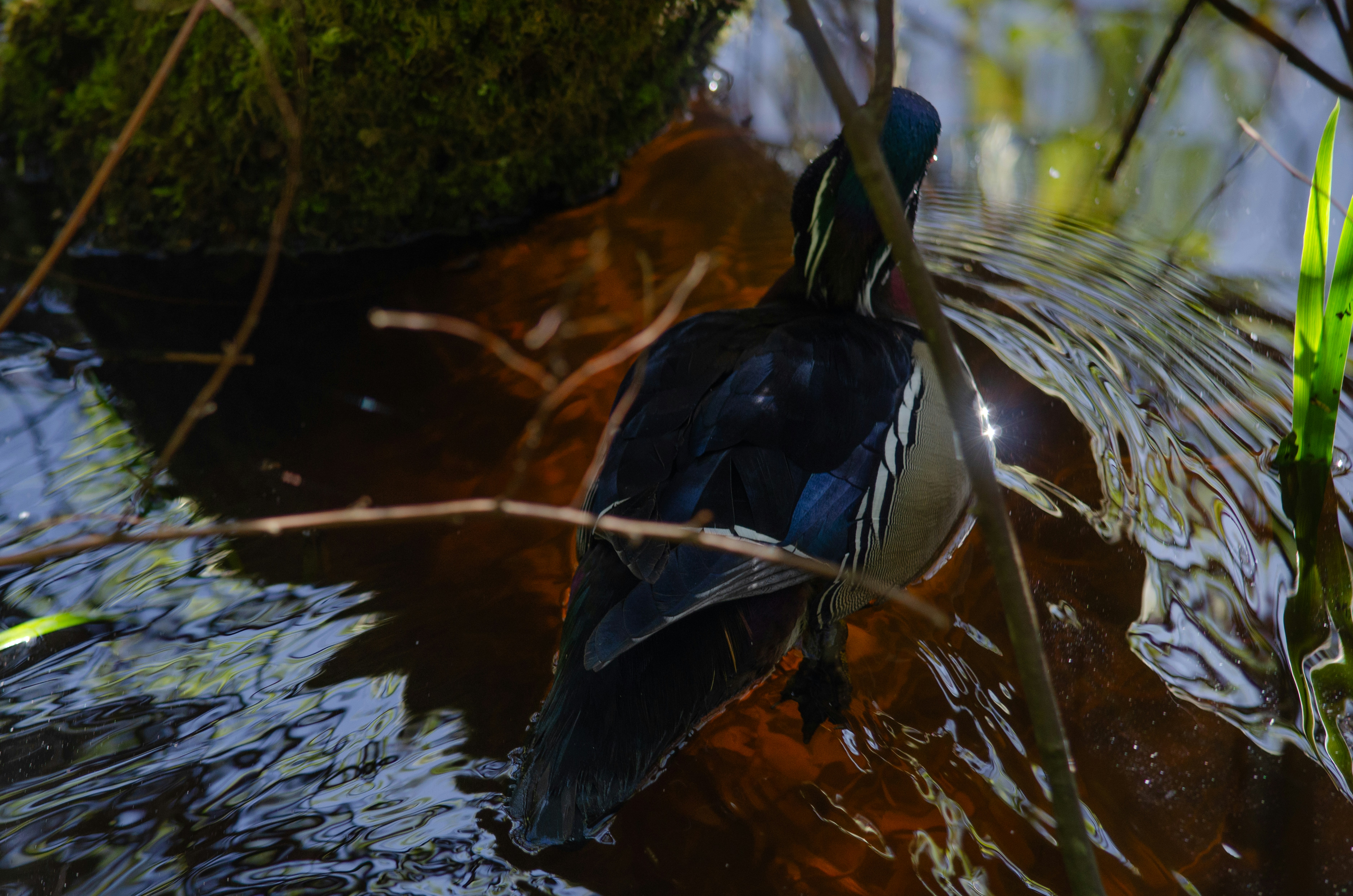 Hidden Reflections: A Moorhen in Quiet Pond Edges